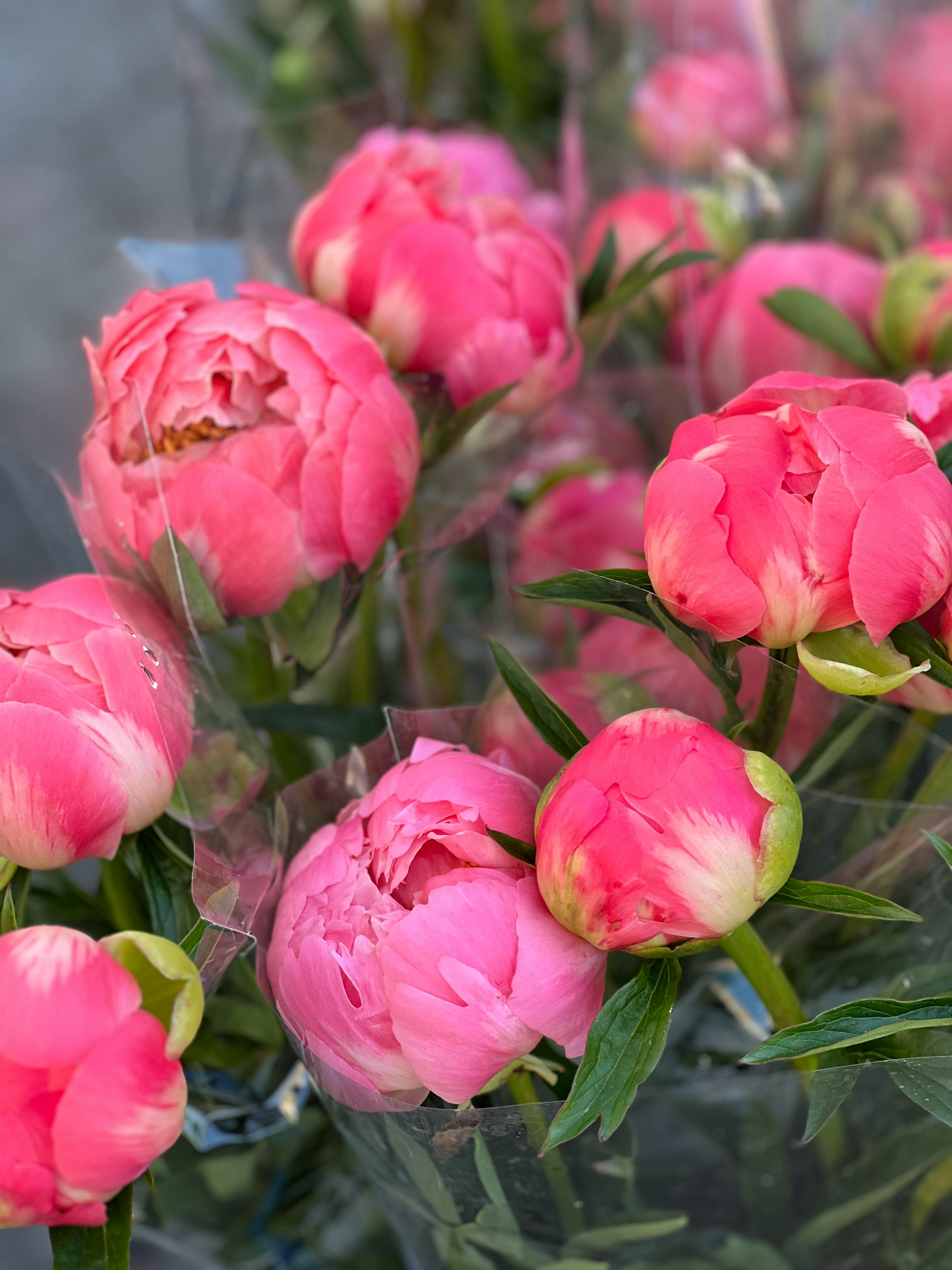 Pion Akrilik Photos, Download The BEST Free Pion Akrilik Stock Photos ...