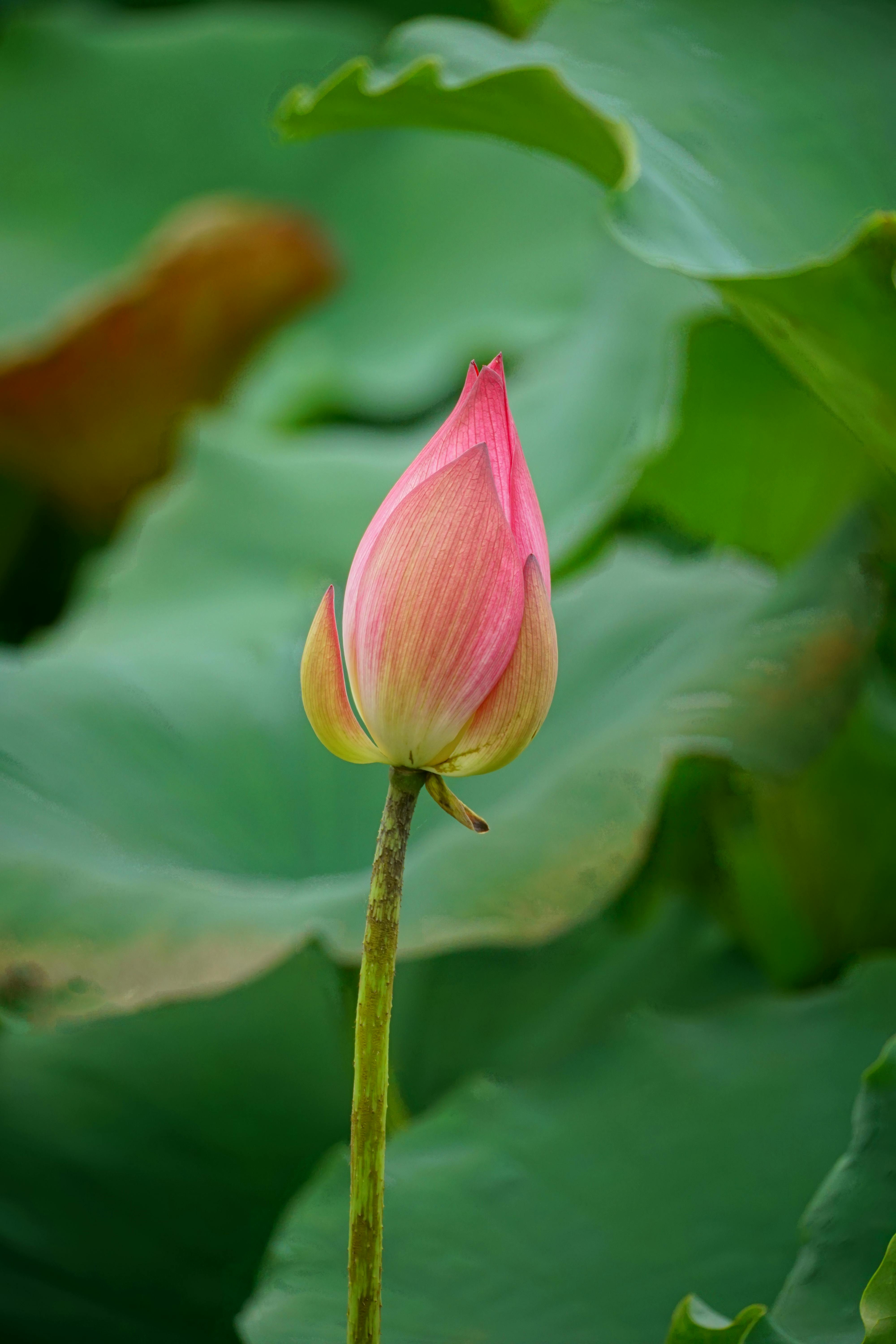 Nelumbo Nucifer Photos, Download The BEST Free Nelumbo Nucifer Stock ...