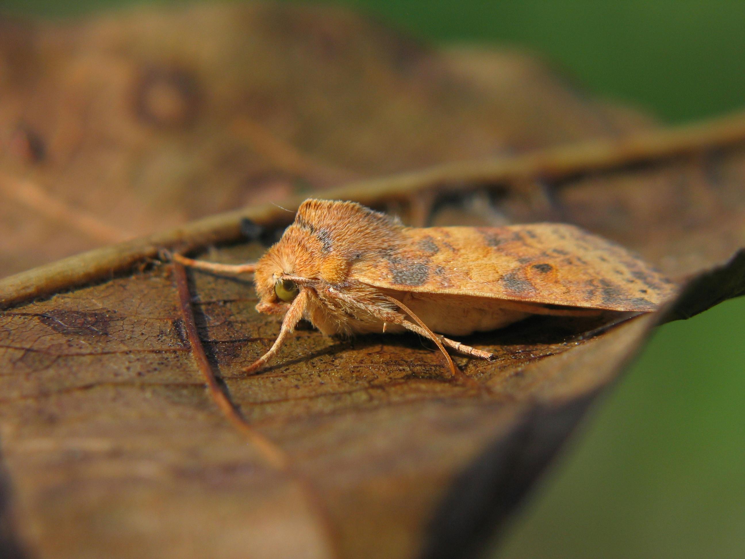 A small brown moth sitting on a leaf · Free Stock Photo