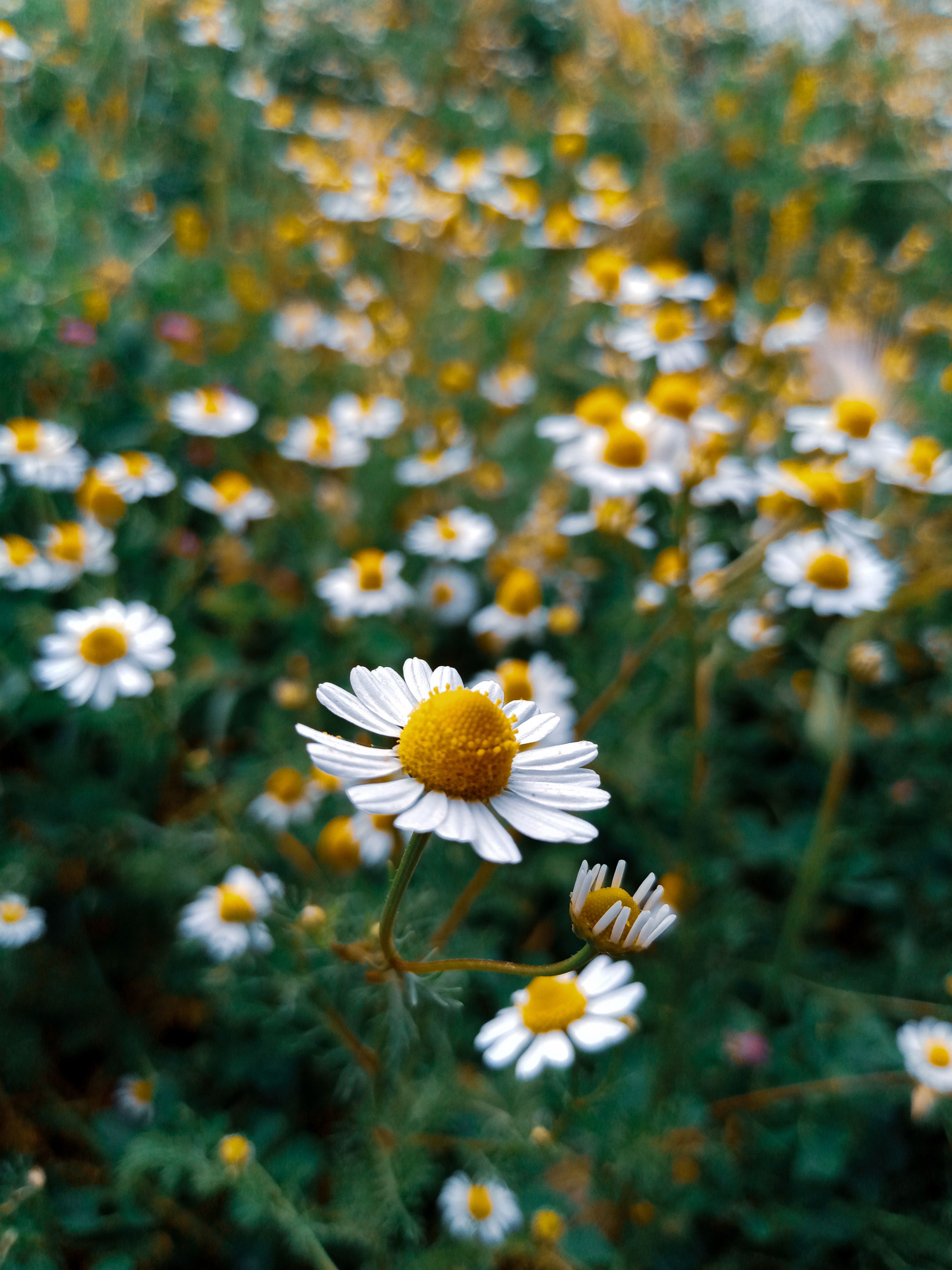 Blooming Chamomile Flowers in a Garden · Free Stock Photo