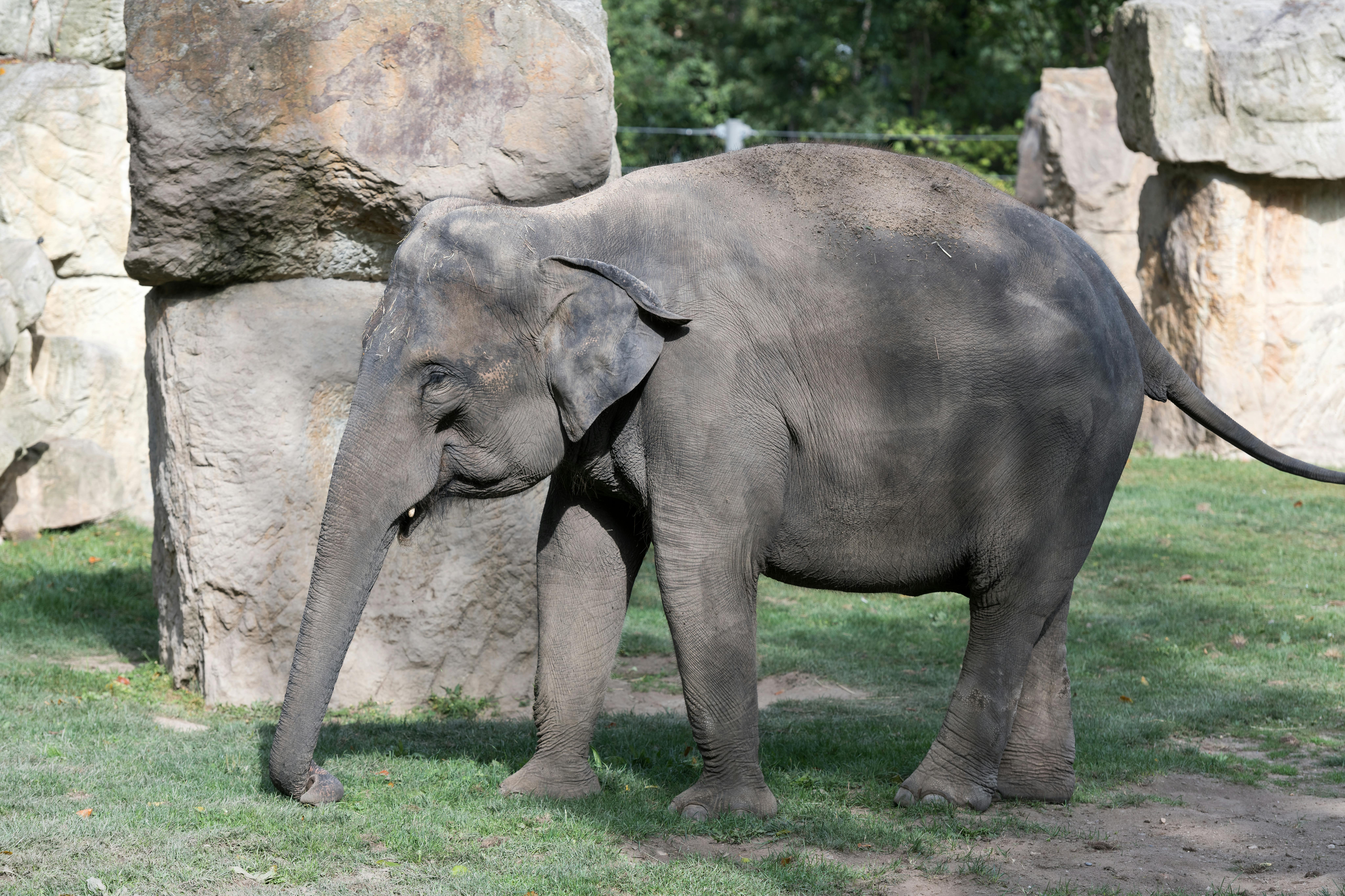 Group of Elephants Leaning on Tree · Free Stock Photo