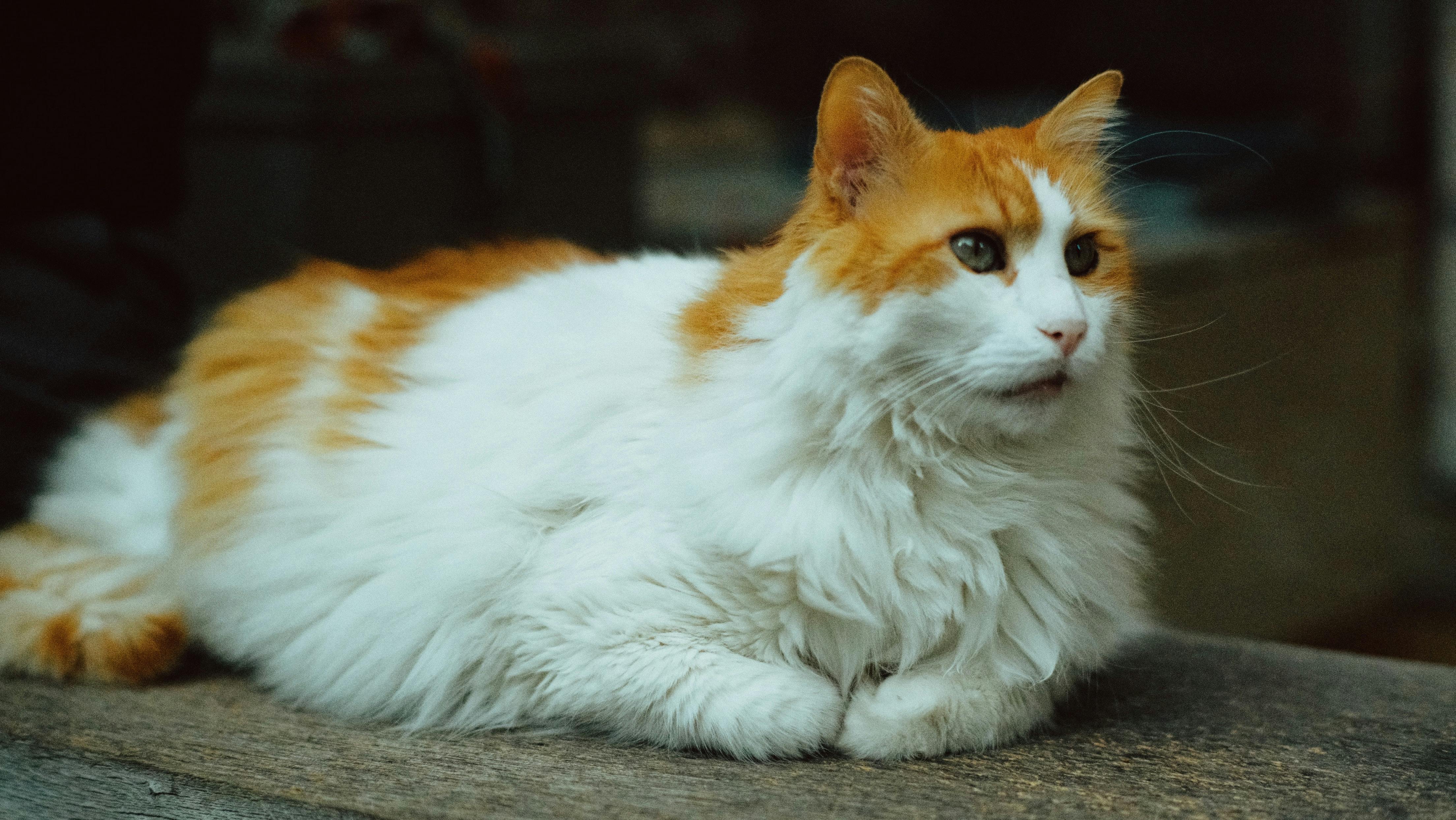 Large Downy Cat · Free Stock Photo