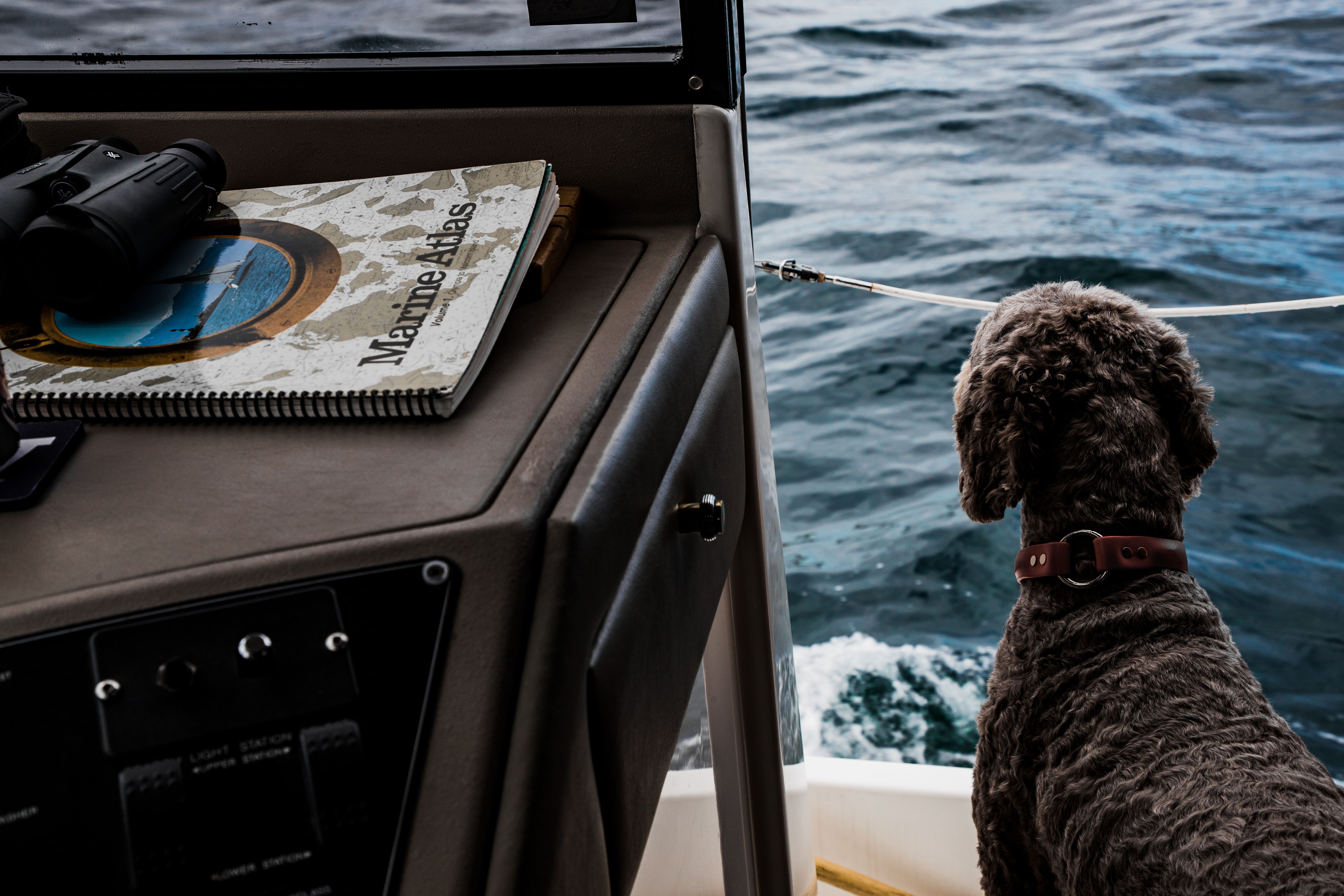 Dog Standing Beside Sea · Free Stock Photo