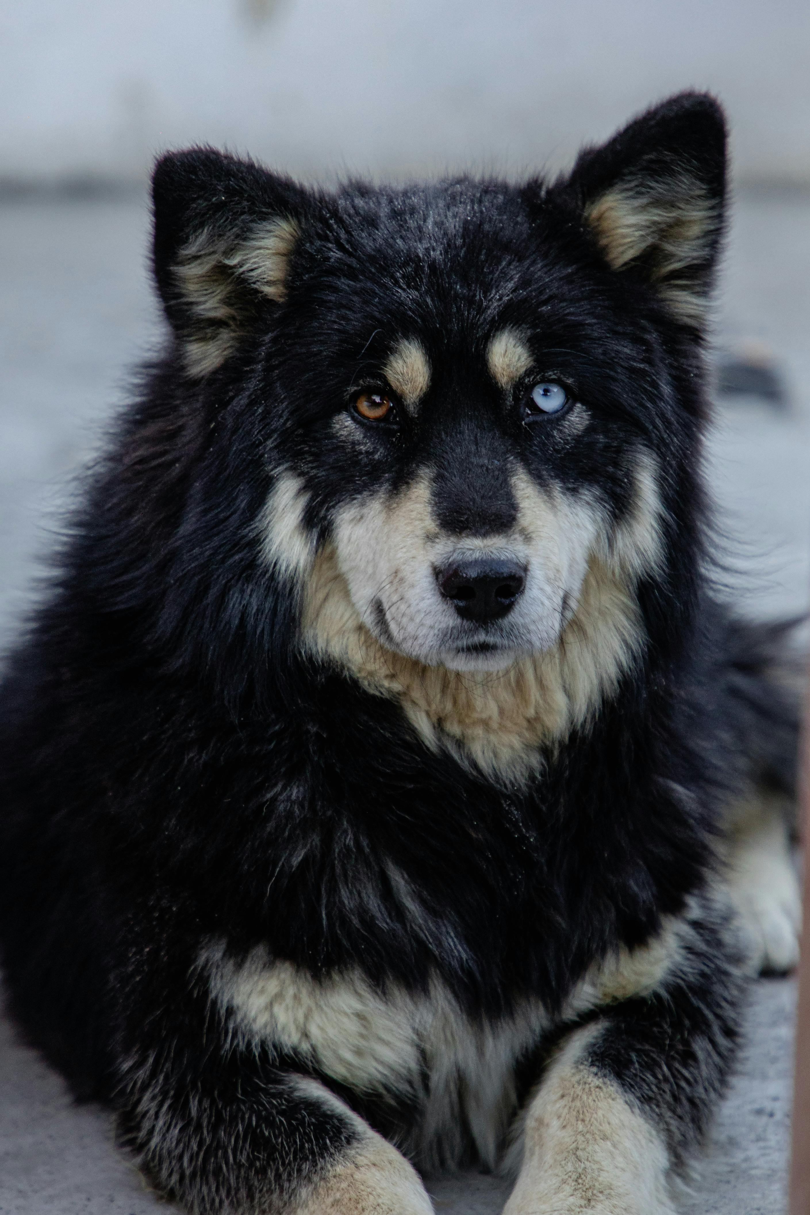 Zoo Dog Photos, Download The BEST Free Zoo Dog Stock Photos & HD Images