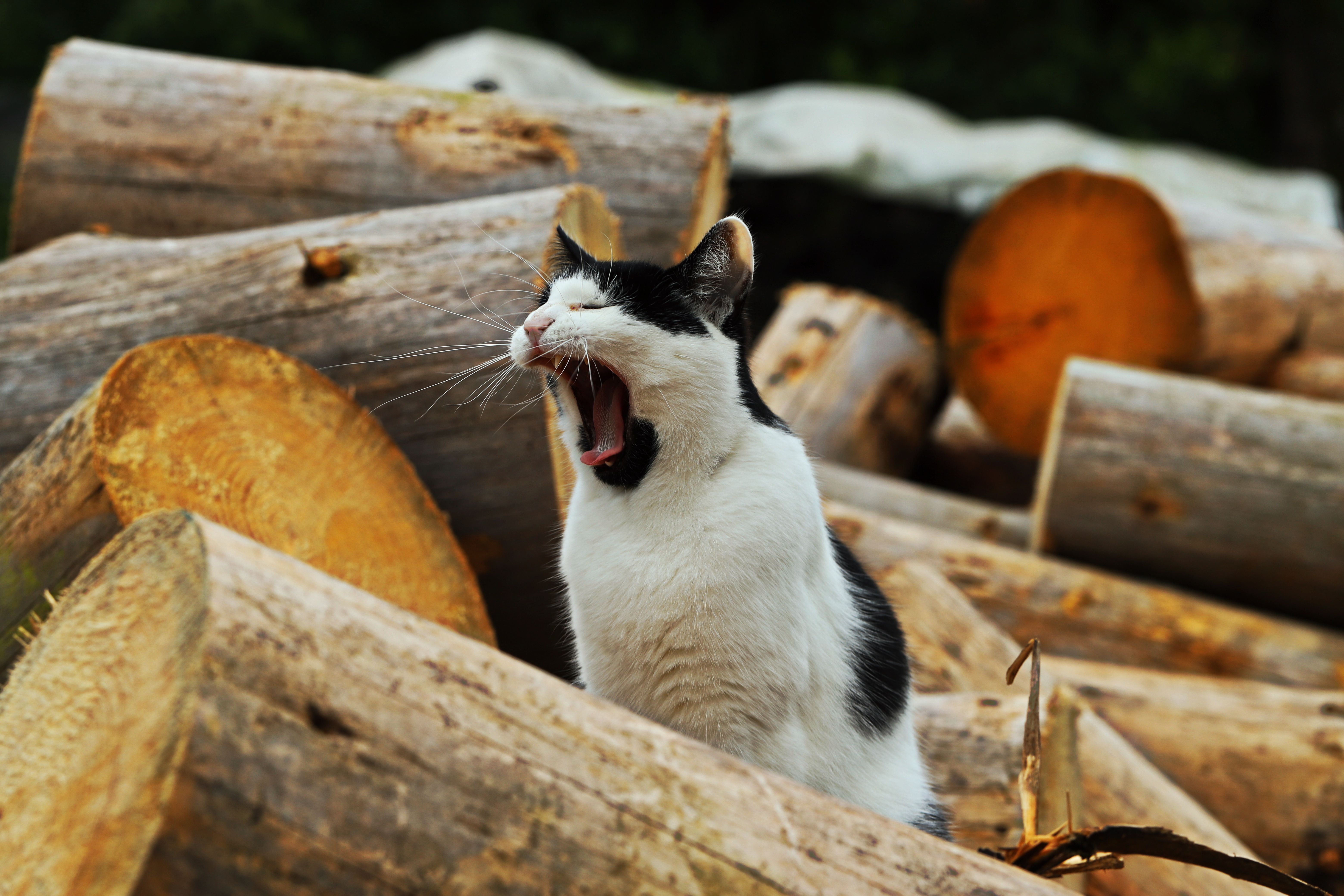 Cat Yawning around Logs · Free Stock Photo