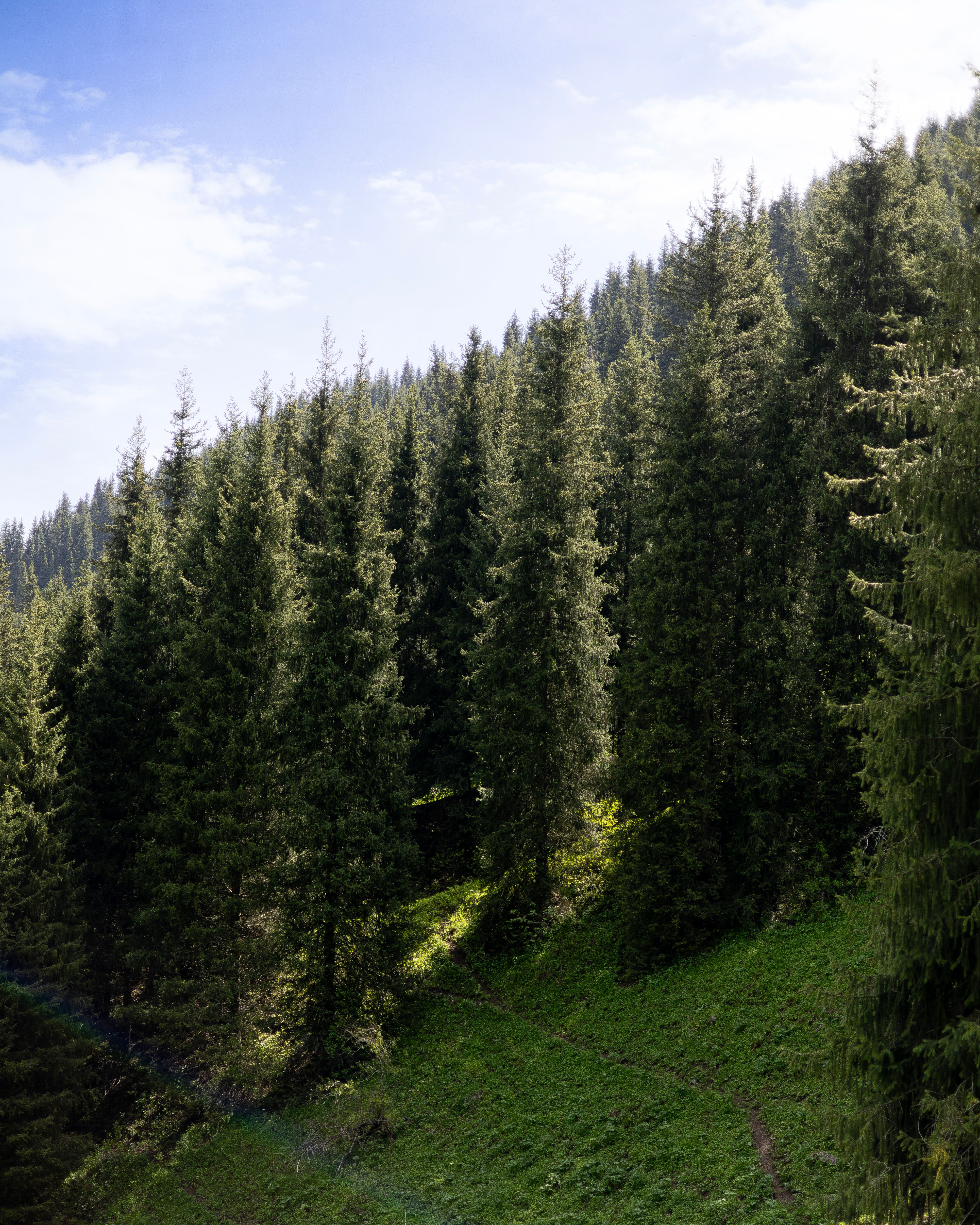 Landscape of a Forest on a Hill · Free Stock Photo