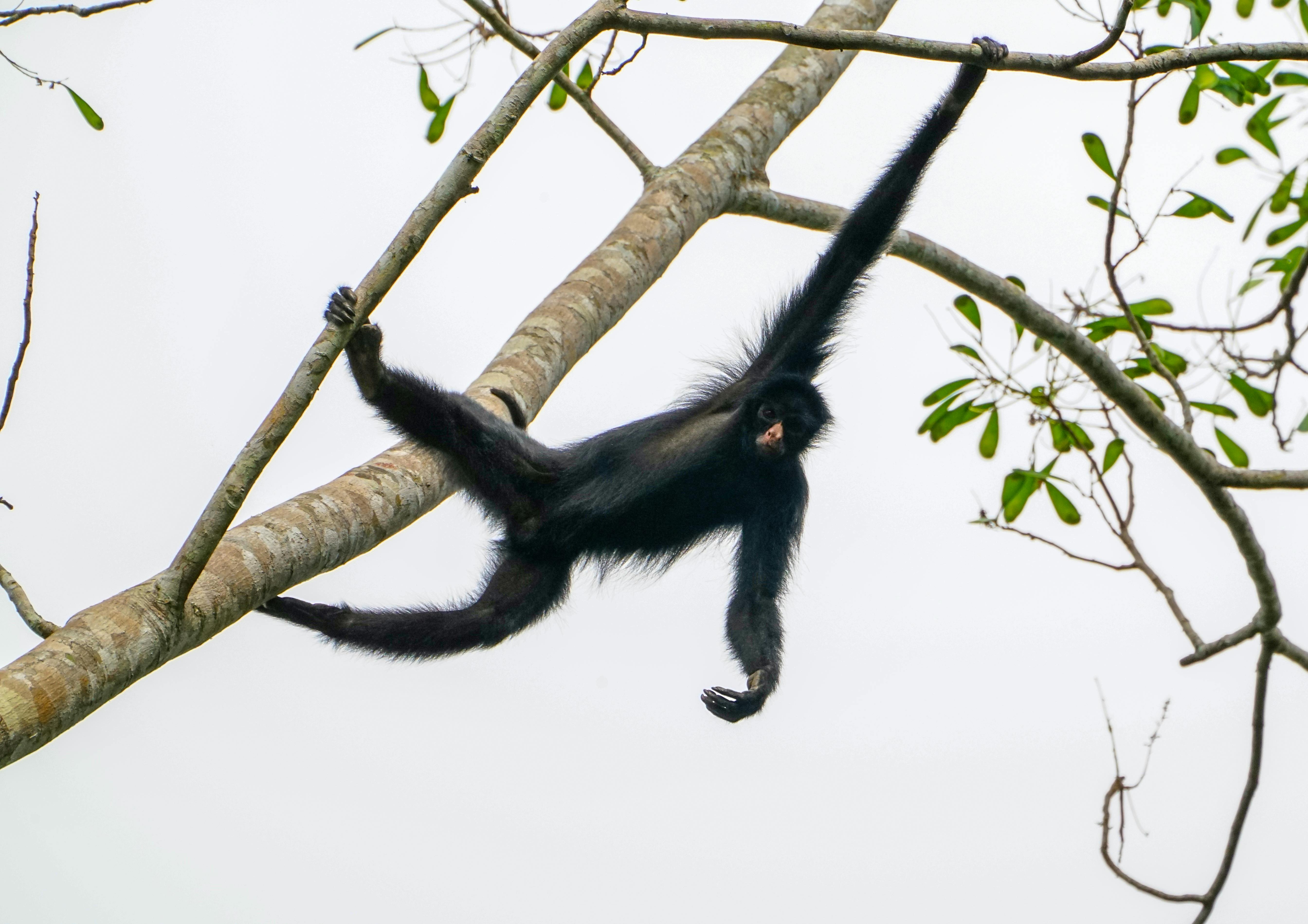 Ape Hanging on a Branch of a Tree · Free Stock Photo