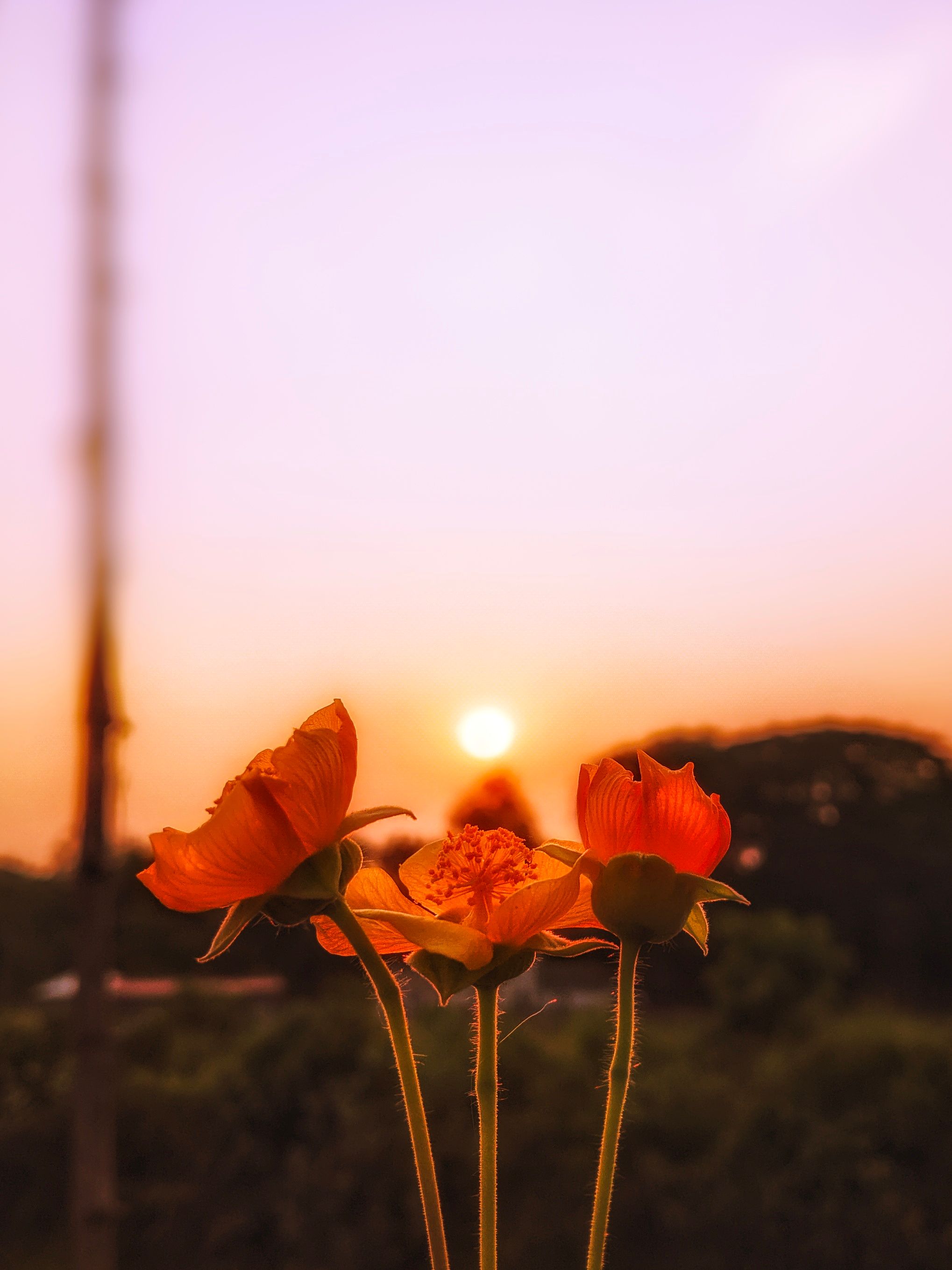 Sunset And Flowers Photos, Download The BEST Free Sunset And Flowers ...