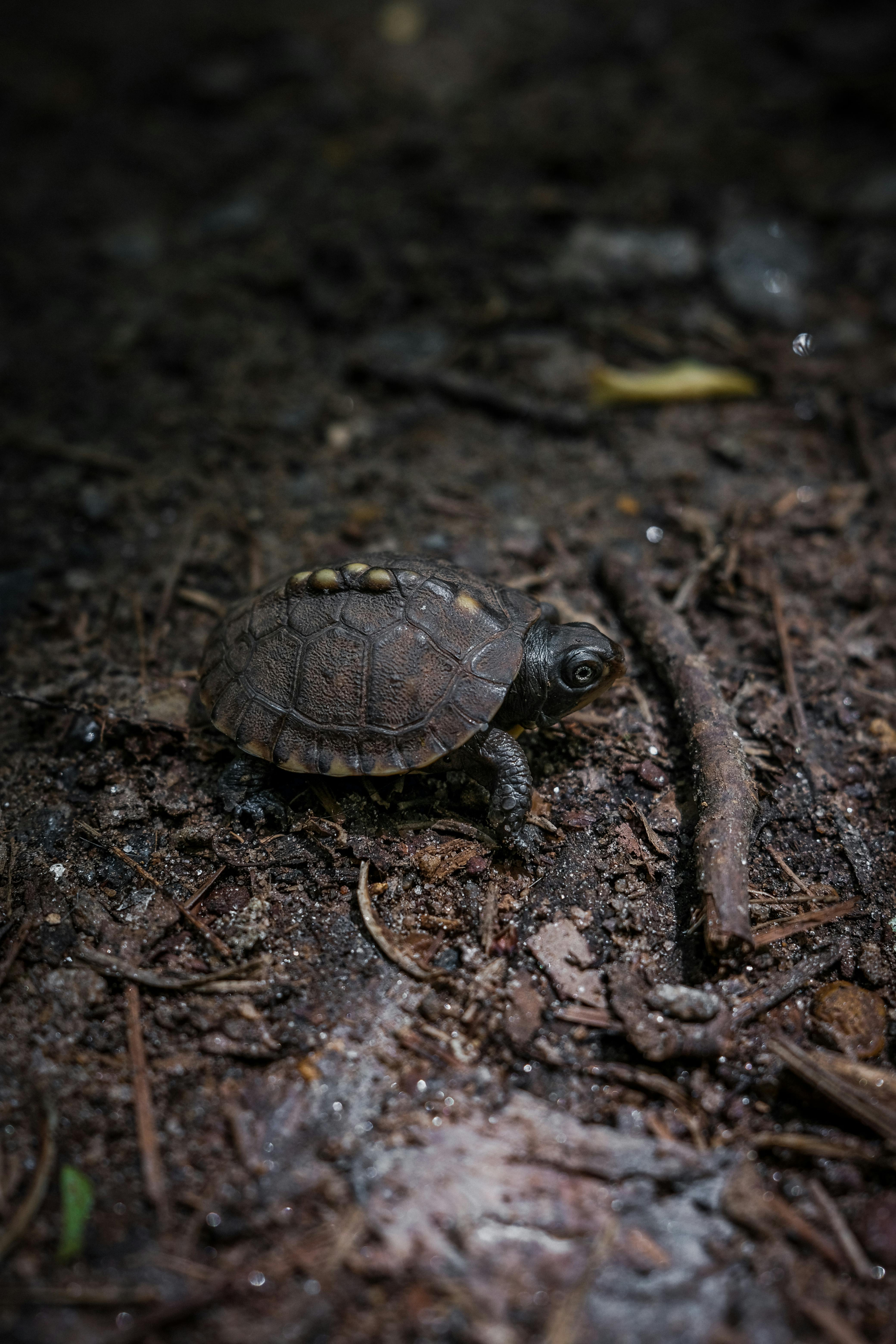 Yellow and Black Turtle · Free Stock Photo