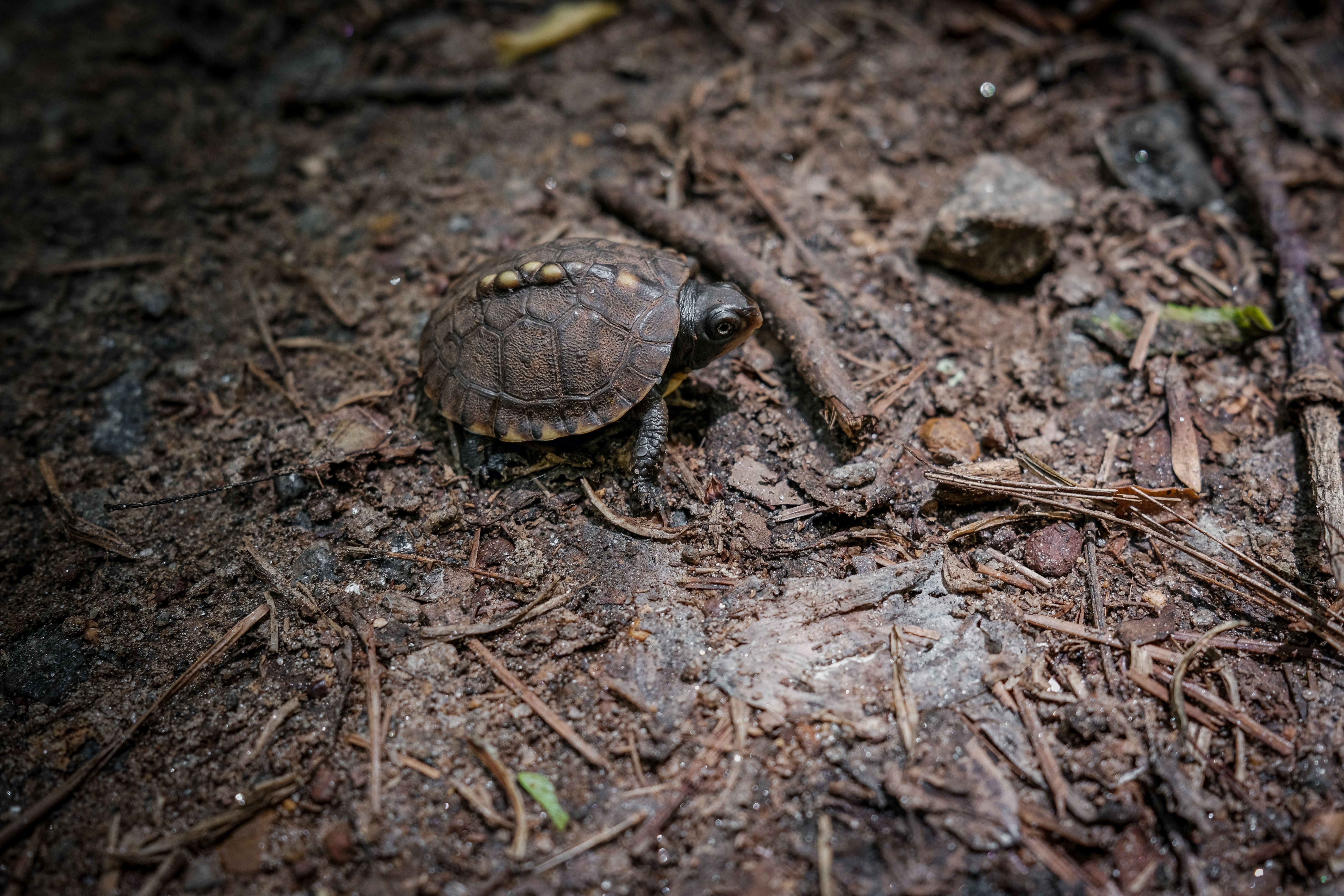 Hatchling of Turtle · Free Stock Photo