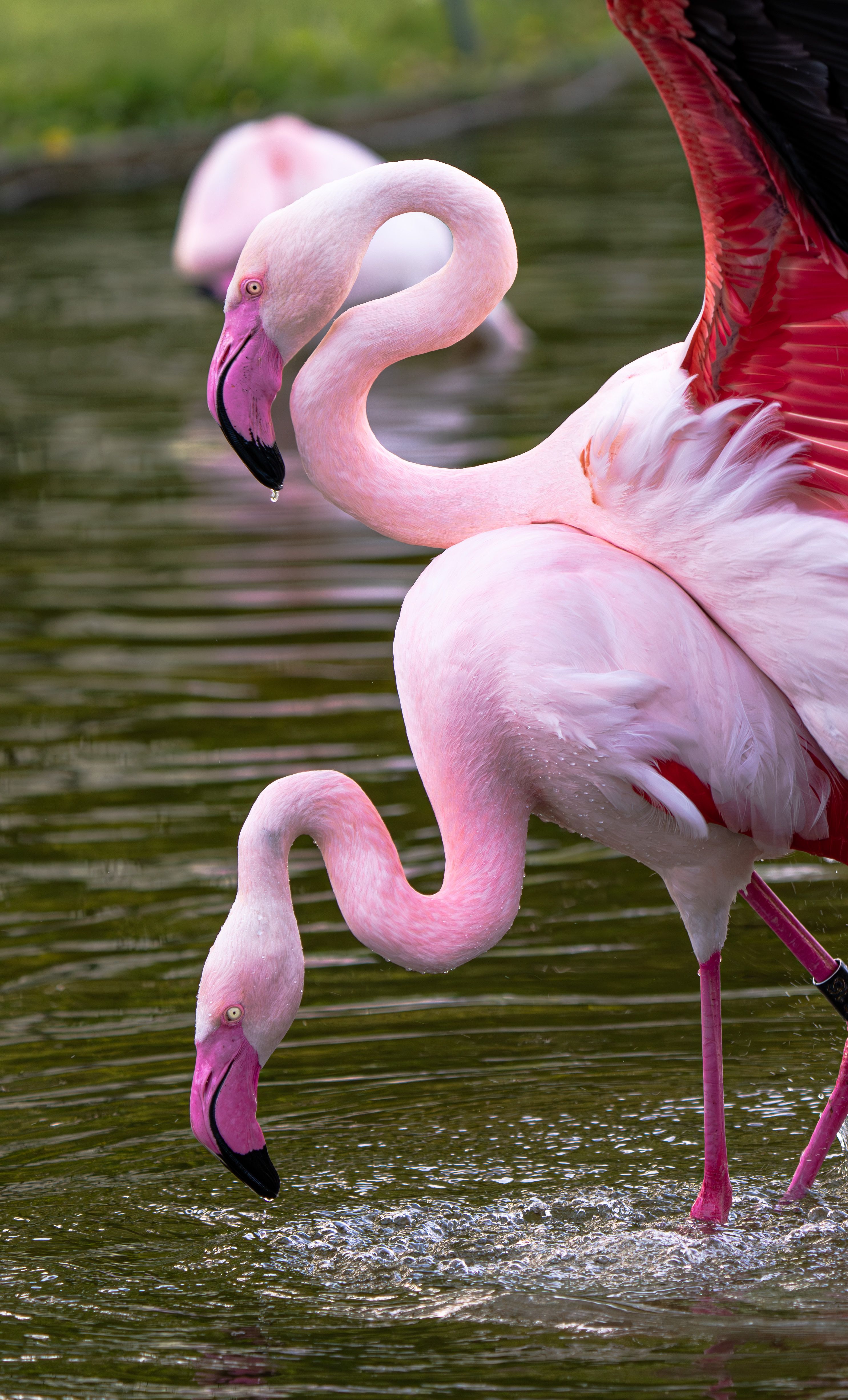 phoenicopterus · Free Stock Photo