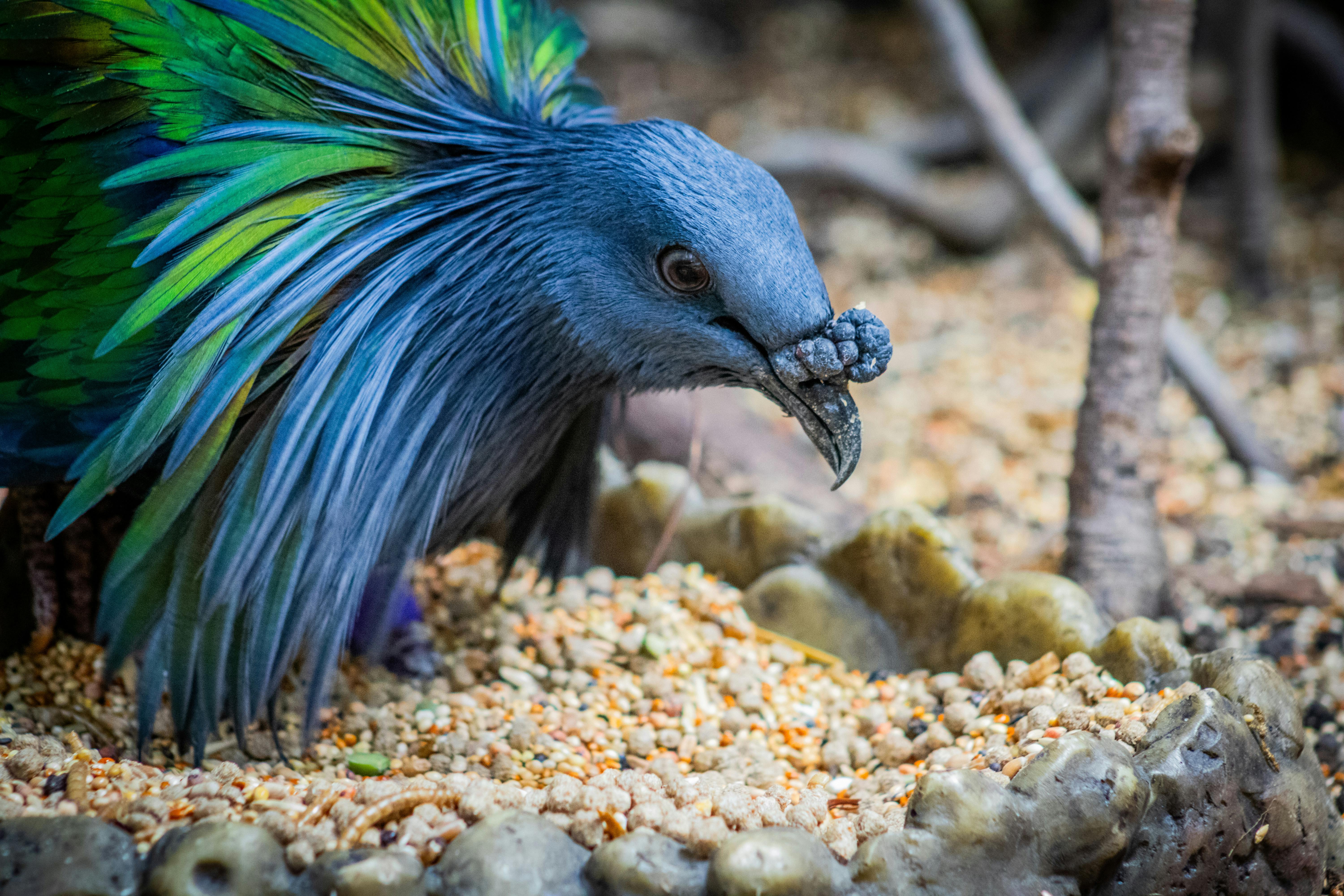Blue Bird in a Jungle · Free Stock Photo