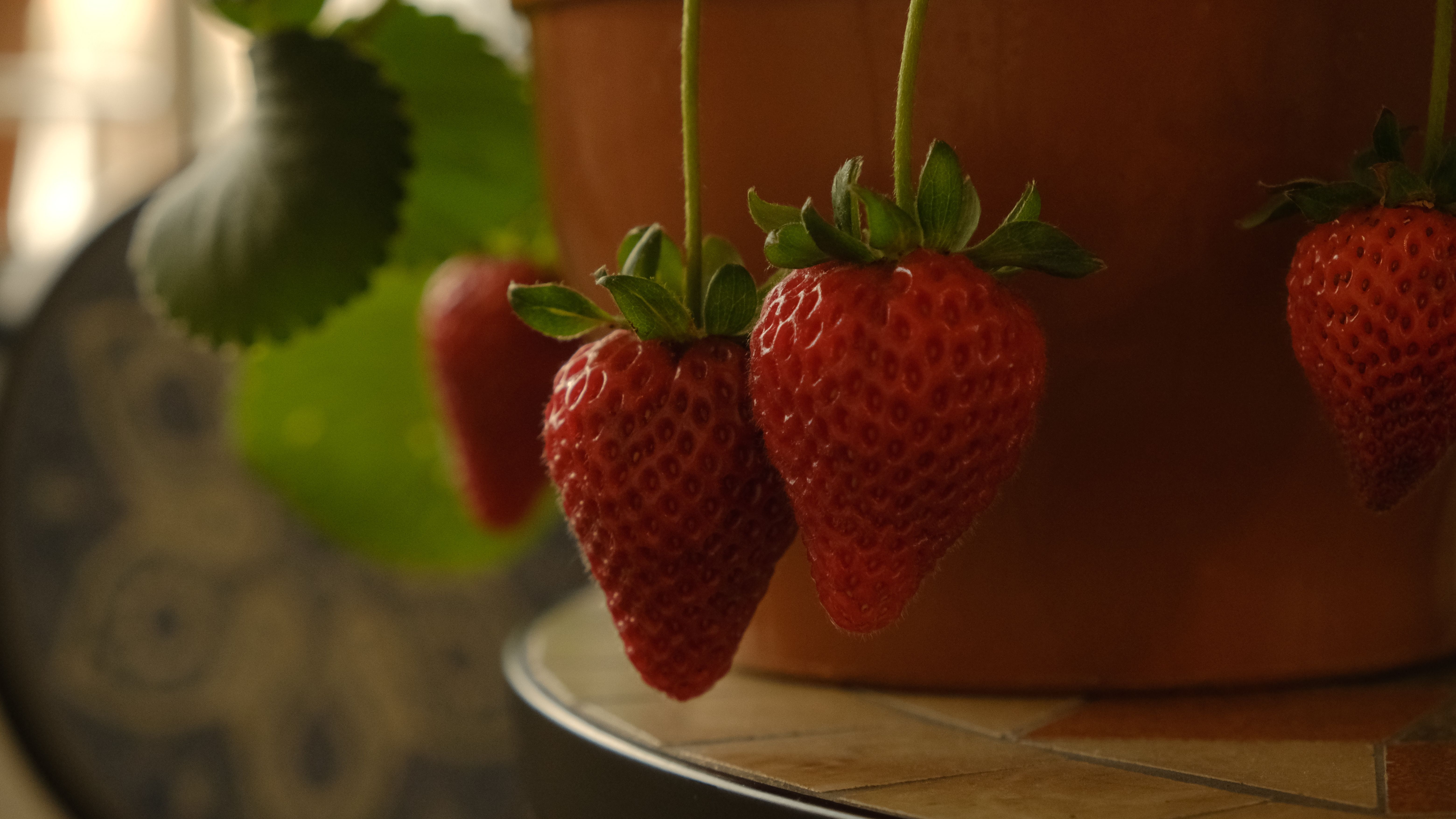 Close-up of Strawberries Hanging on the Side of a Pot · Free Stock Photo