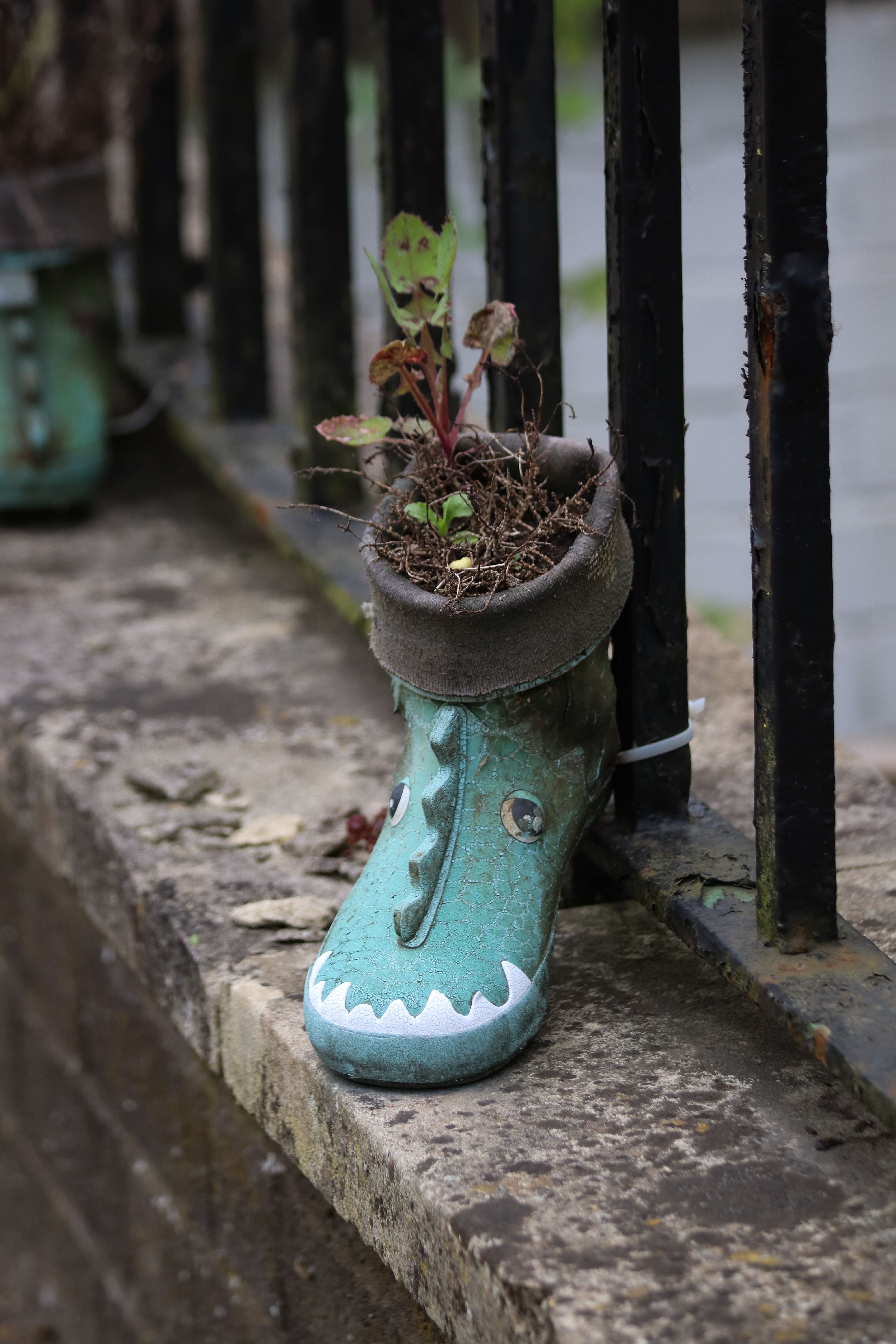 Plant in Boot · Free Stock Photo