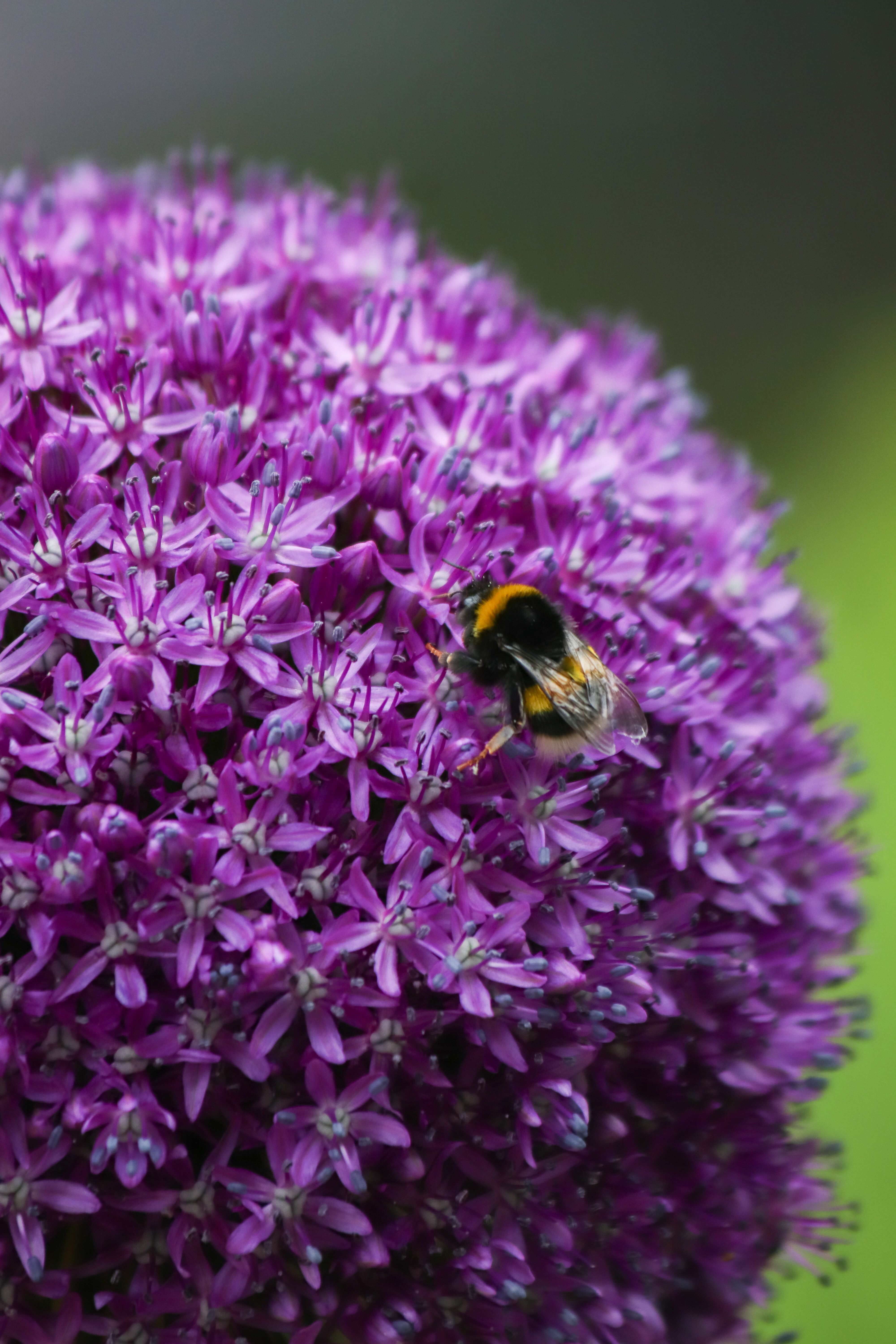 Buff-Tailed Bumblebee on Flower · Free Stock Photo