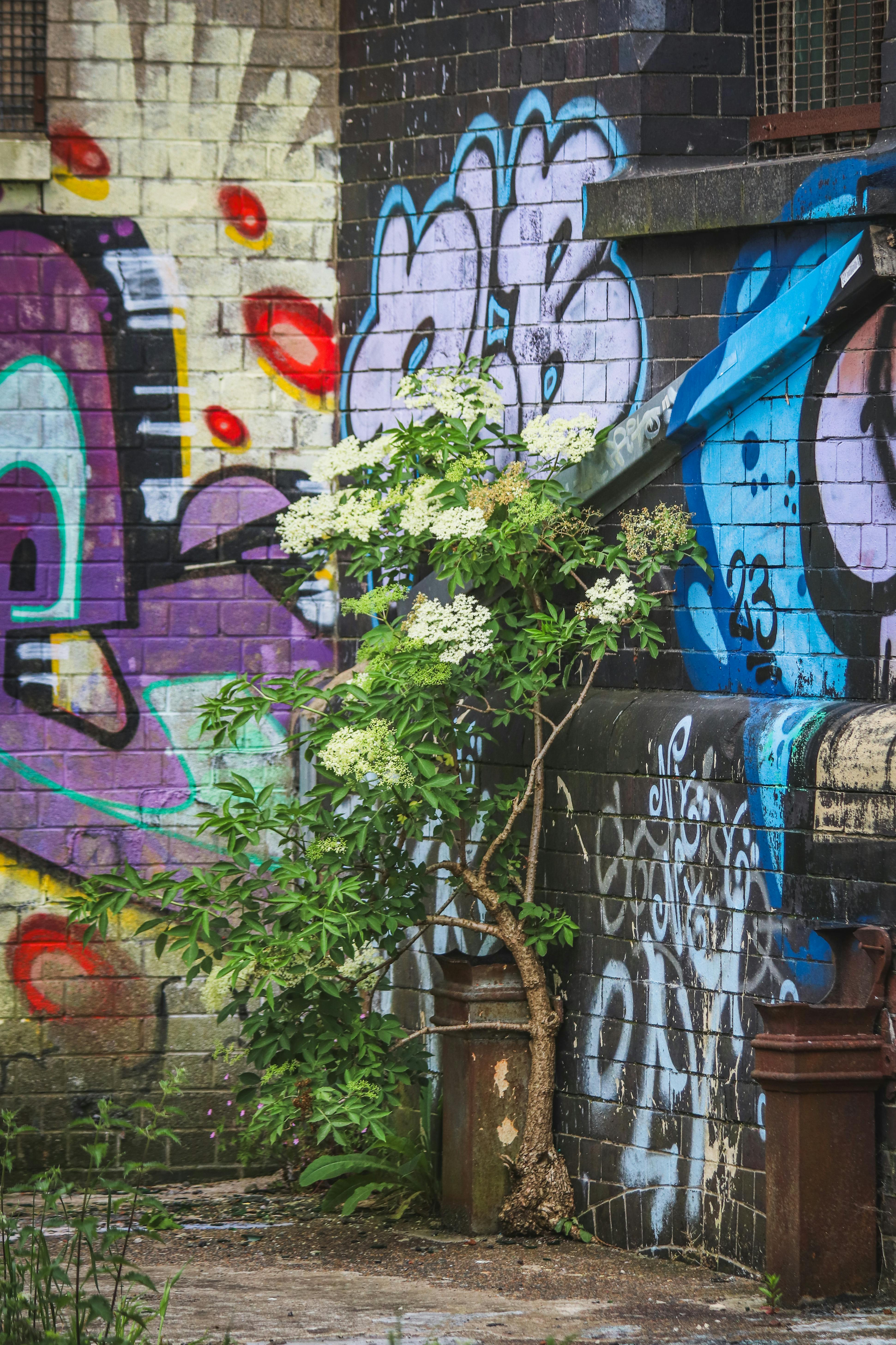 A plant growing in front of a graffiti covered wall · Free Stock Photo