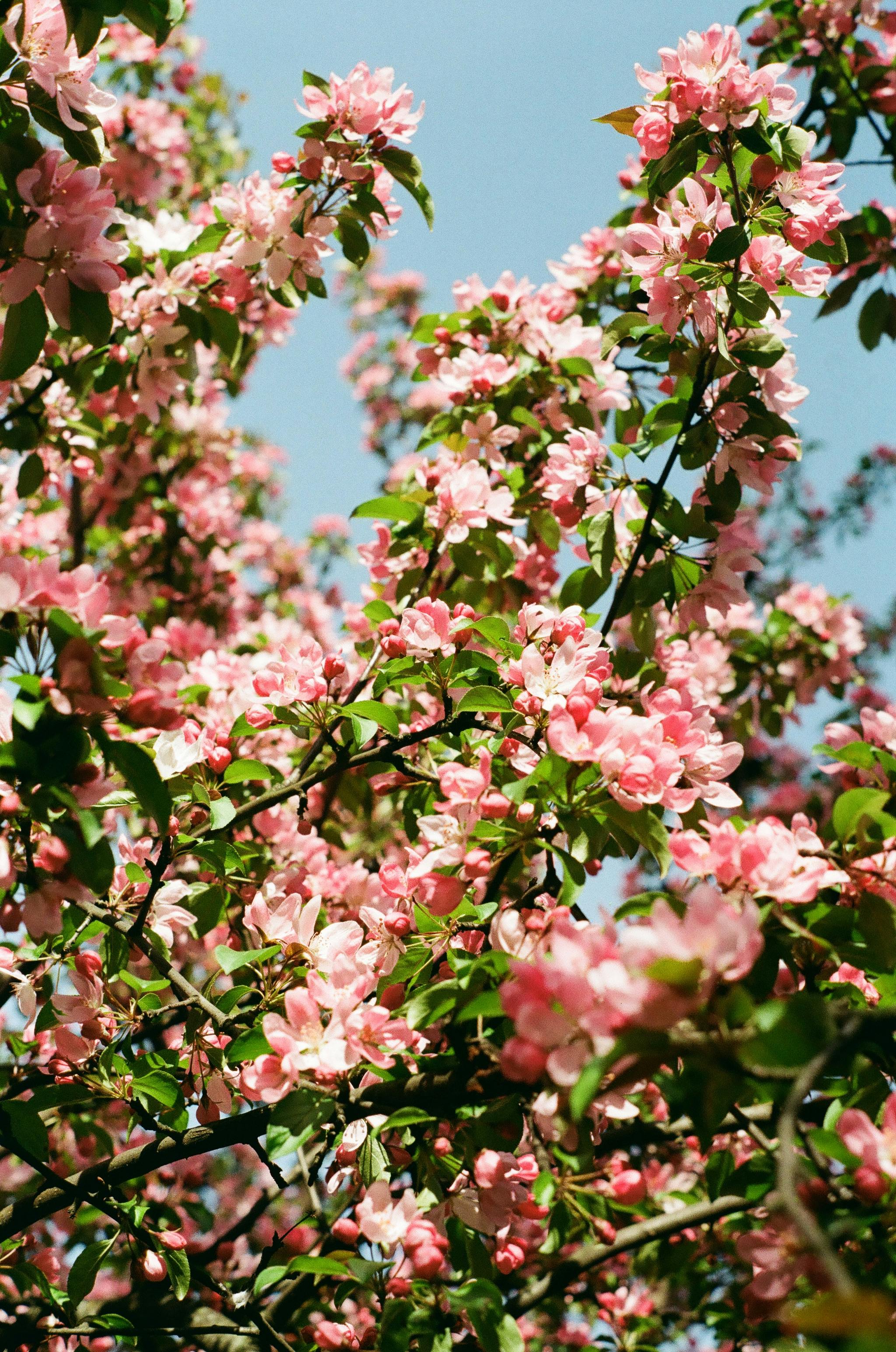 Pink Flowers on a Shrub · Free Stock Photo
