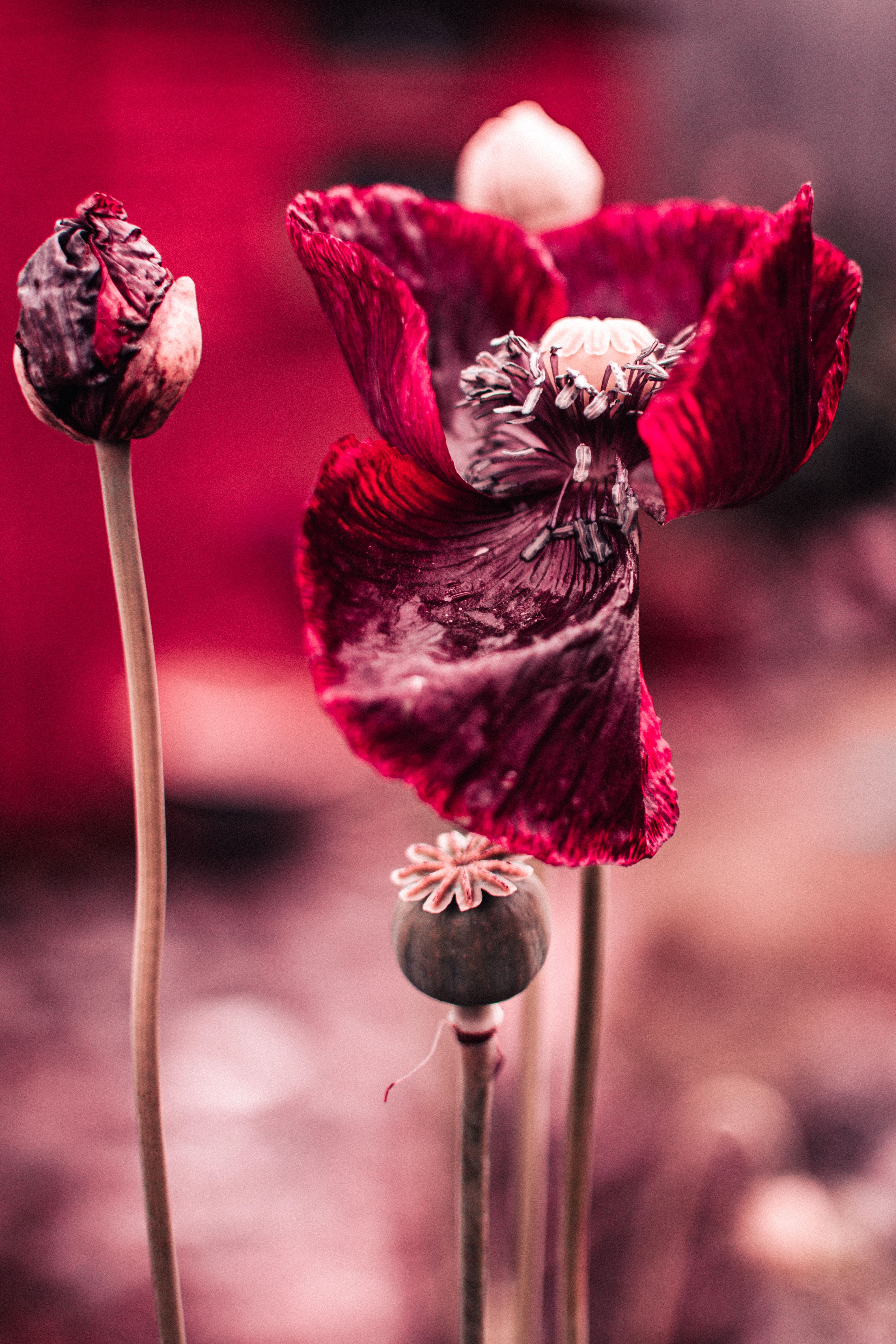 Red Petaled Flower · Free Stock Photo