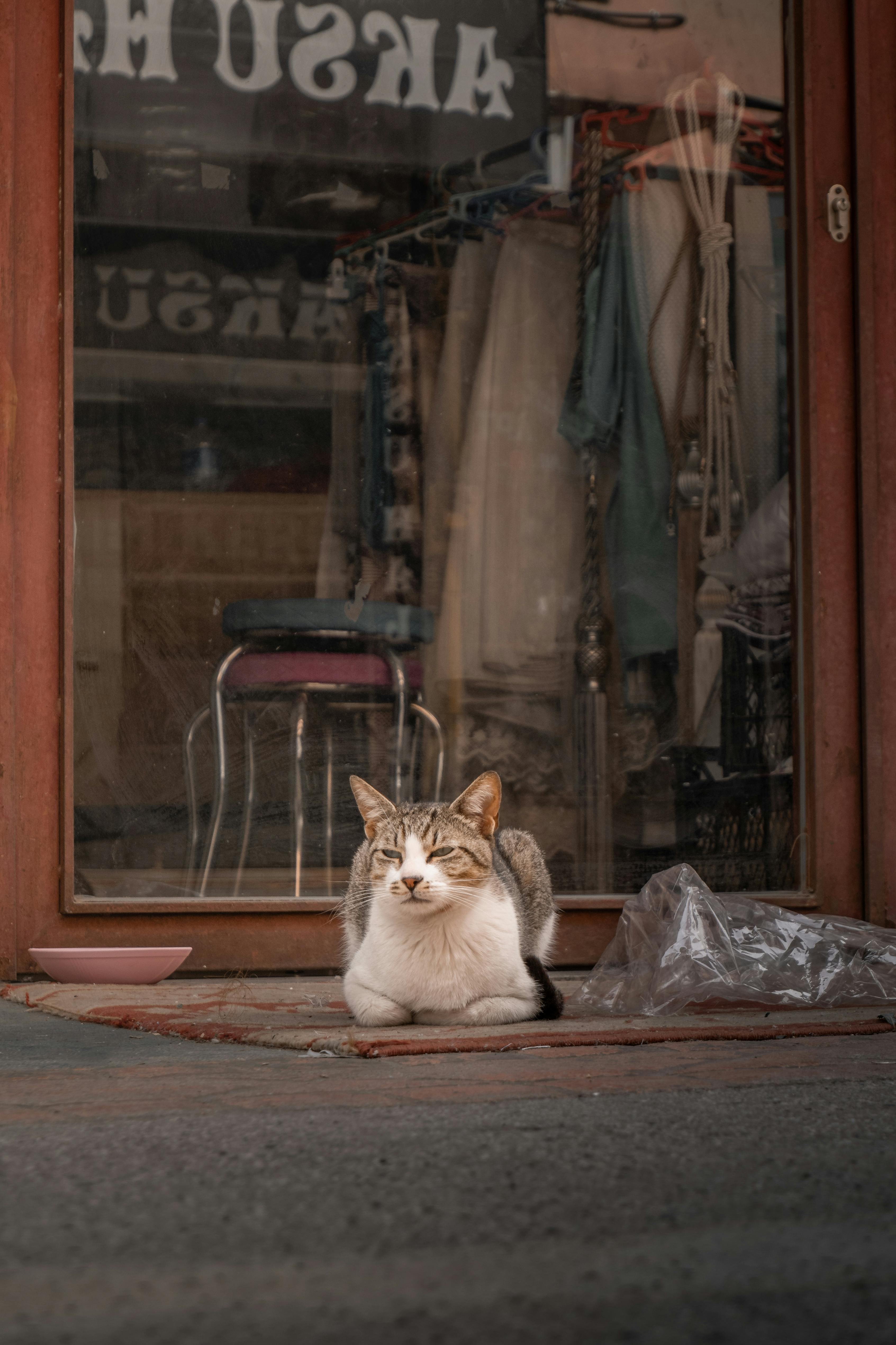 Cat Store Photos, Download The BEST Free Cat Store Stock Photos & HD Images