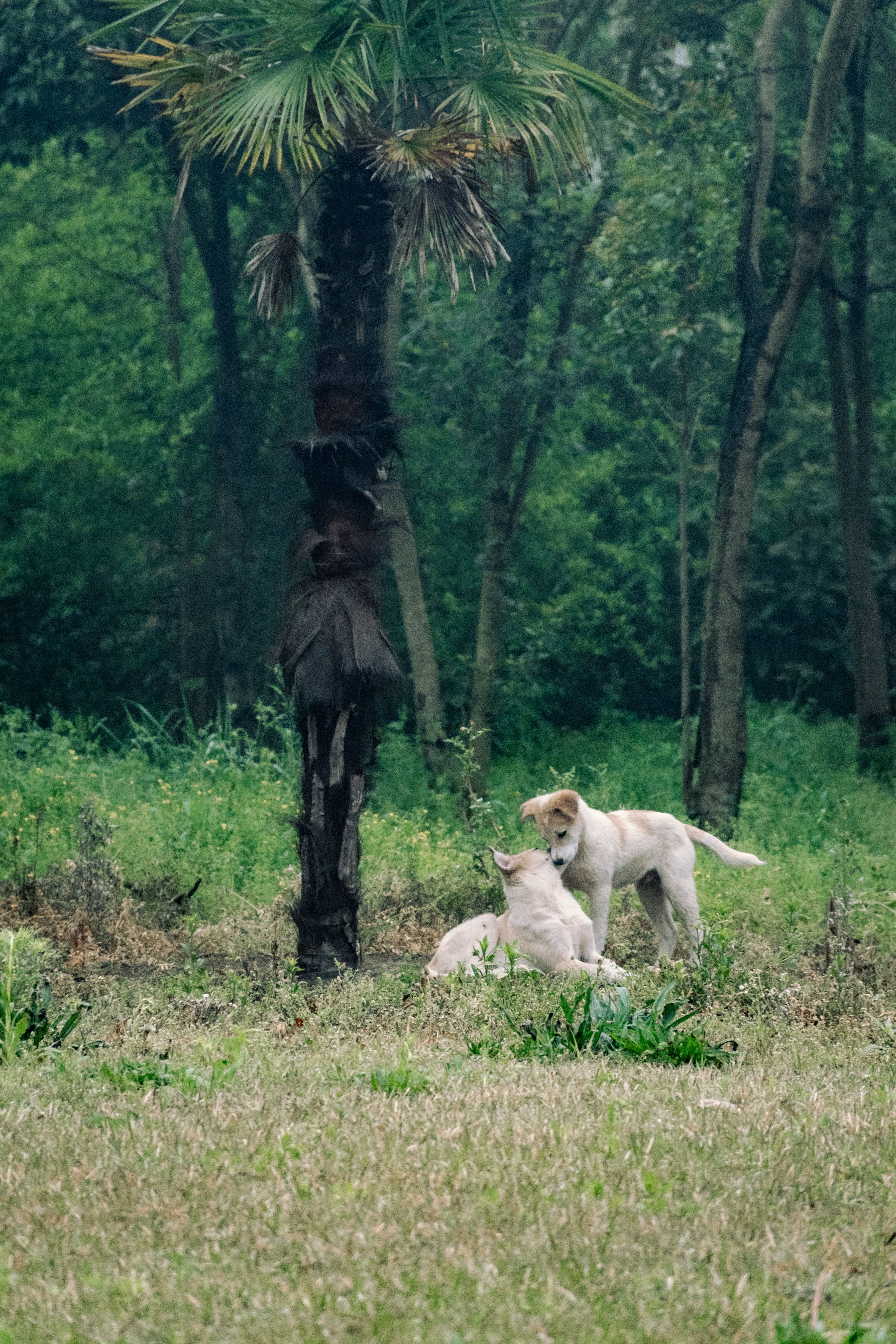 Beige Dogs Playing in a Forest · Free Stock Photo