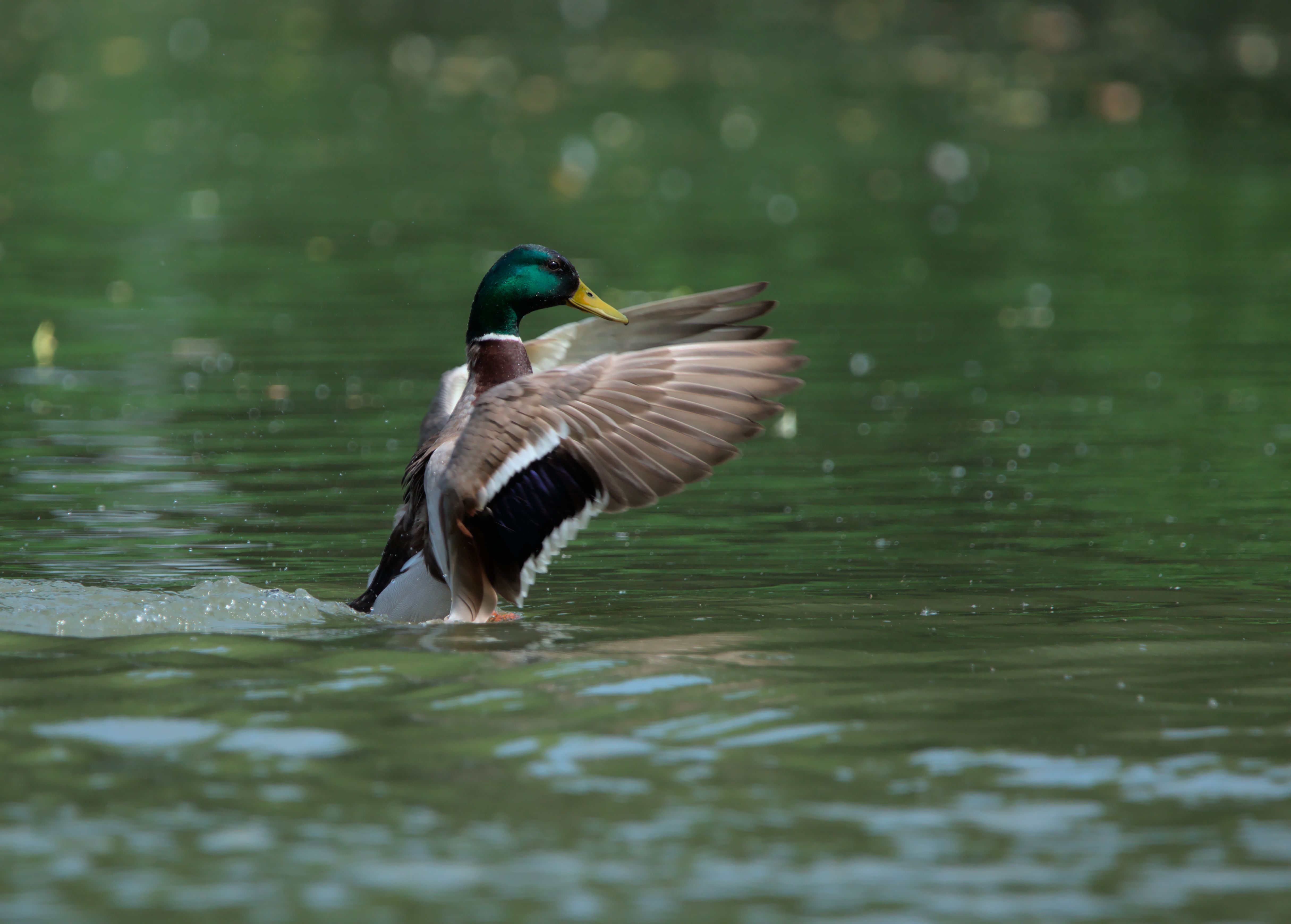 Mallard · Free Stock Photo