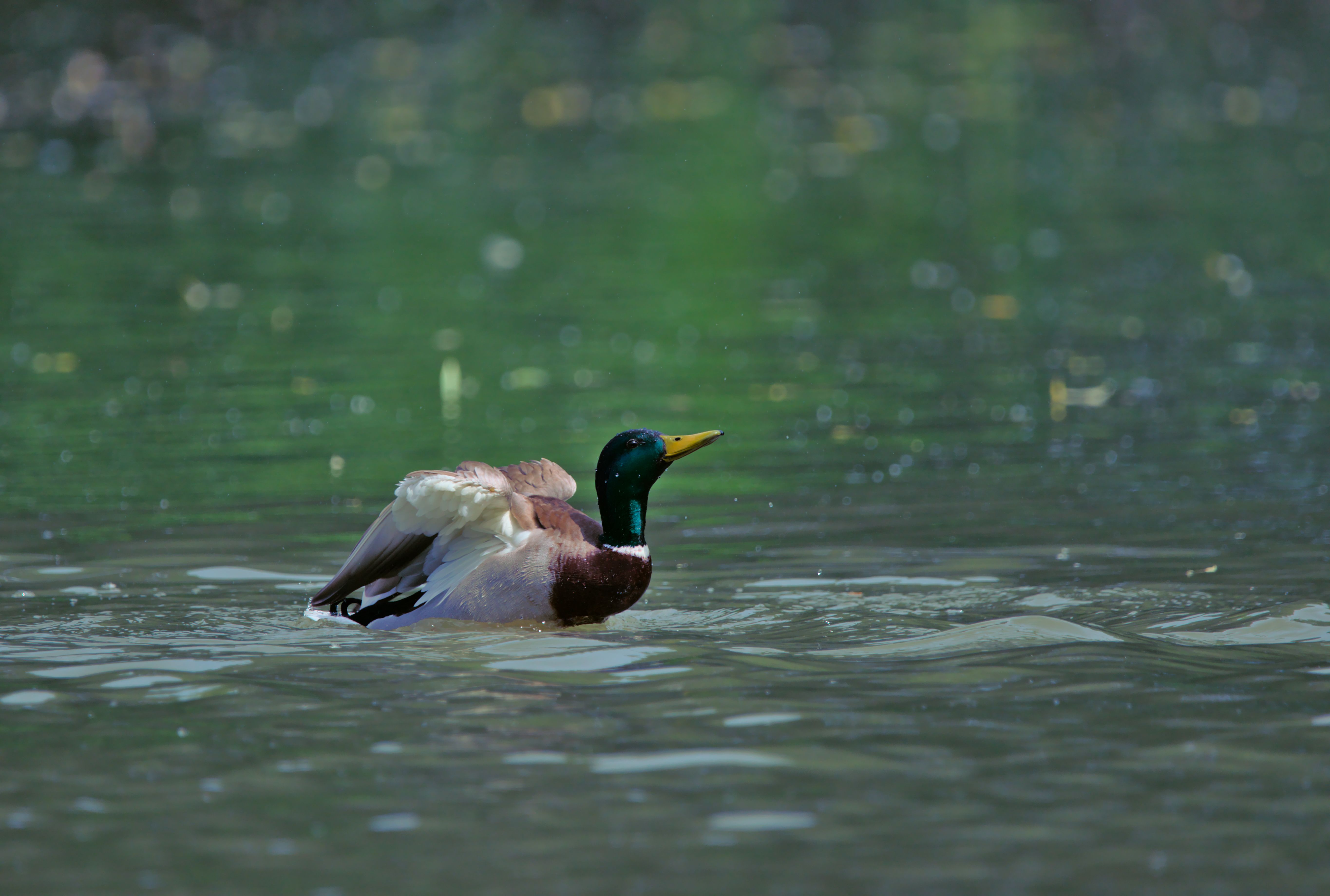 Mallard · Free Stock Photo