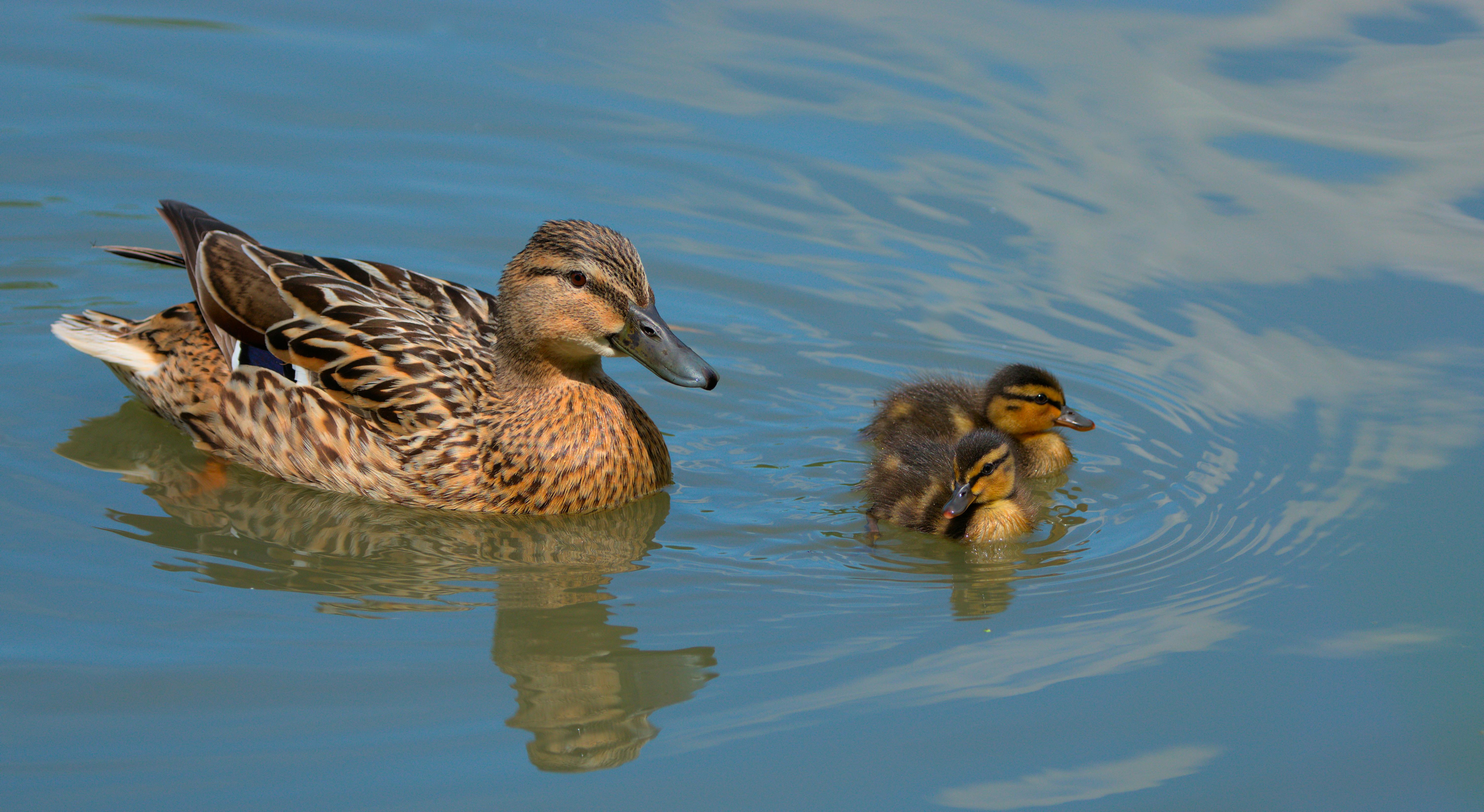 A Duck with Ducklings Swimming in a Body of Water · Free Stock Photo