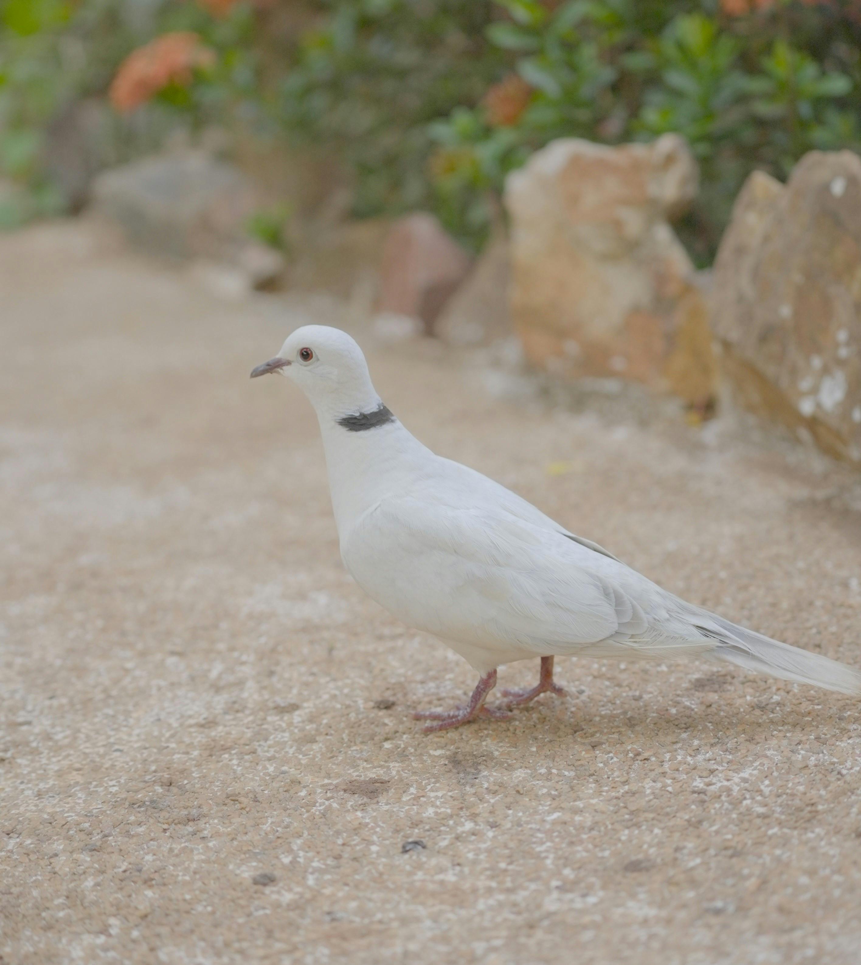 Barbary Dove on Sand · Free Stock Photo