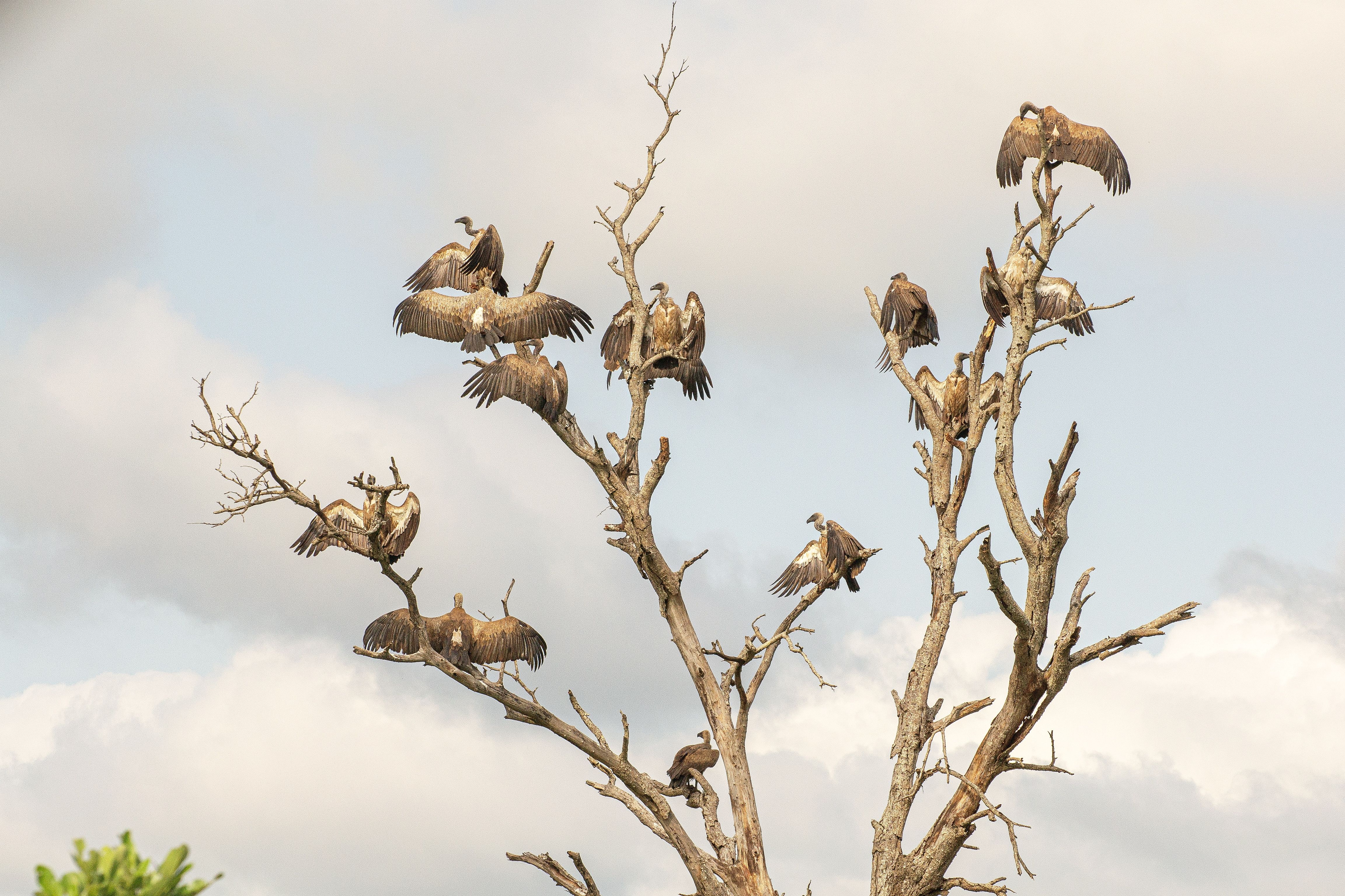 Vultures on Tree · Free Stock Photo