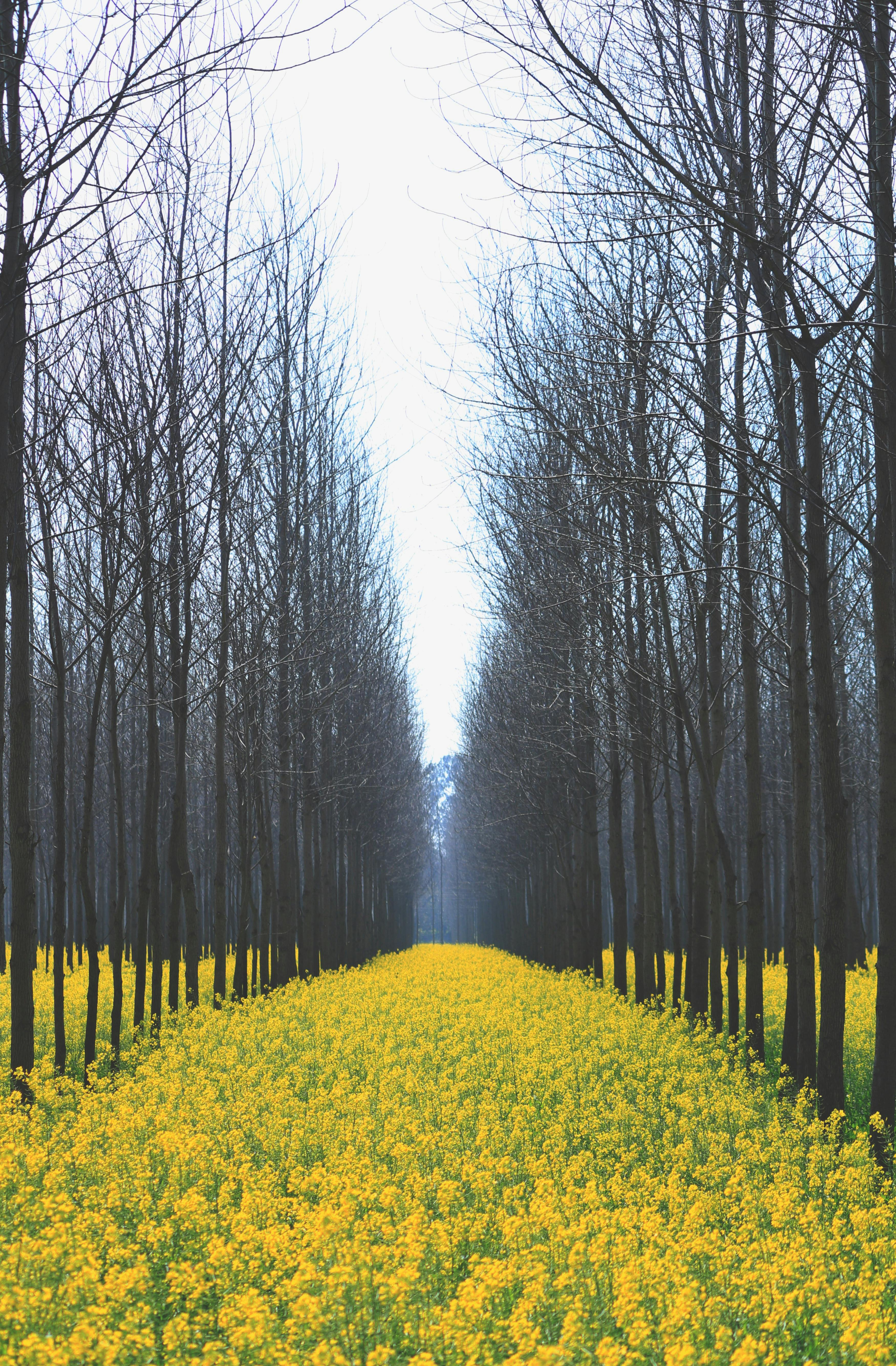 Yellow Flower Field Between Trees during Daytiime · Free Stock Photo