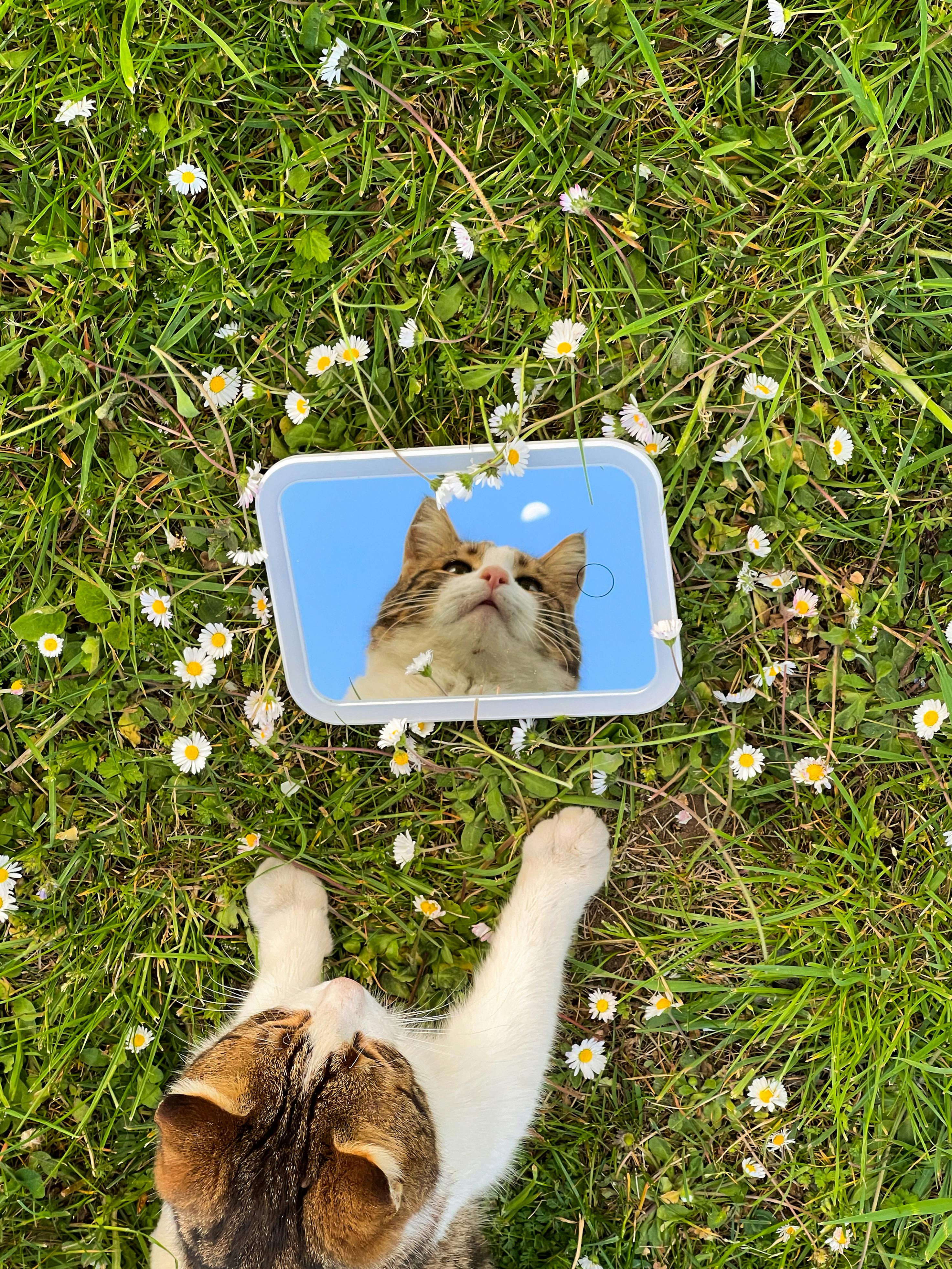 Cat Top View Photos, Download The BEST Free Cat Top View Stock Photos ...