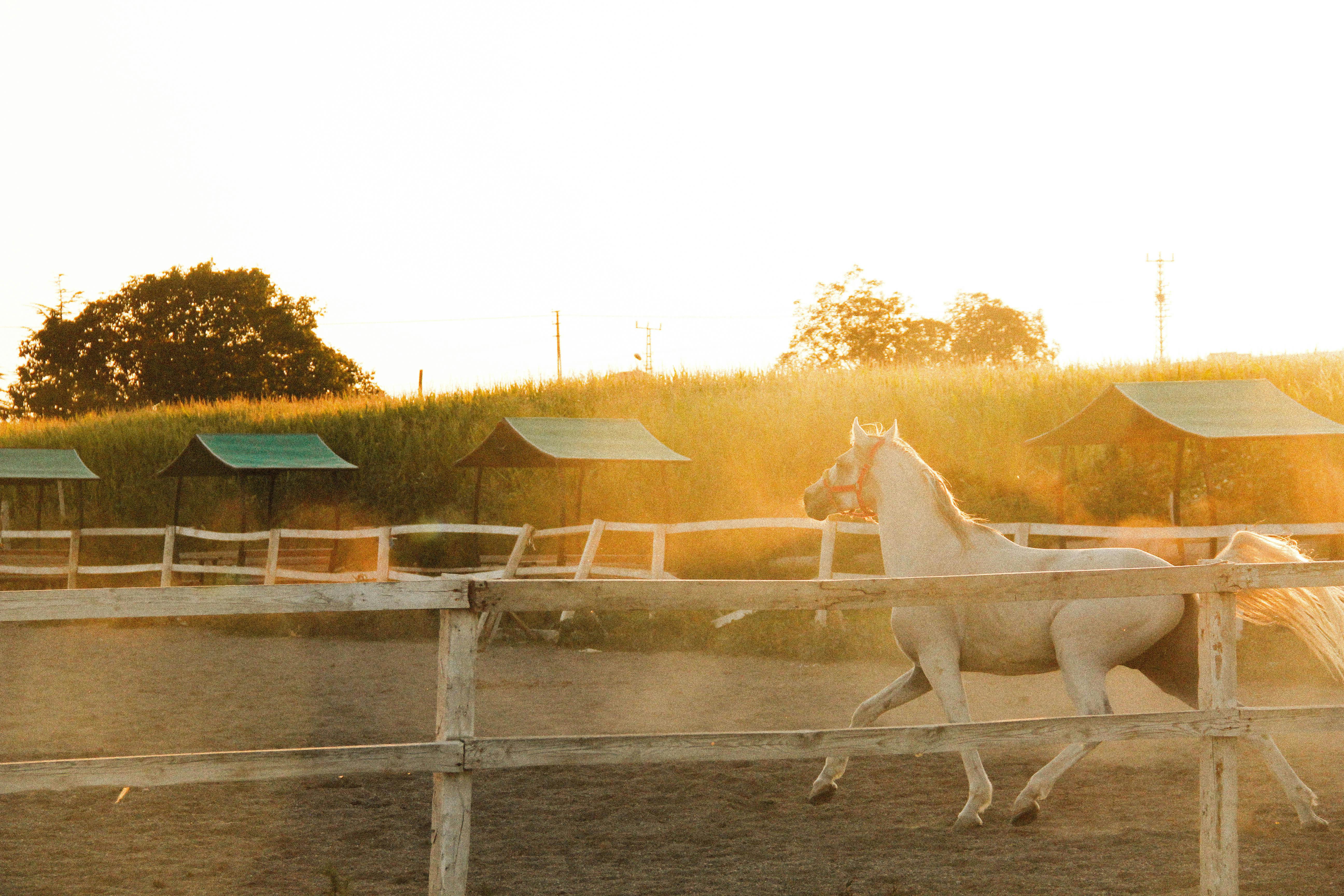 A Horse Galloping on a Paddock at Sunset · Free Stock Photo