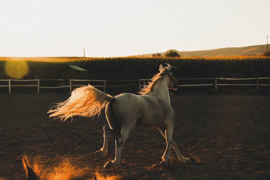Egyptian Arabian Horse: Speed, Beauty, and Enduring Charm