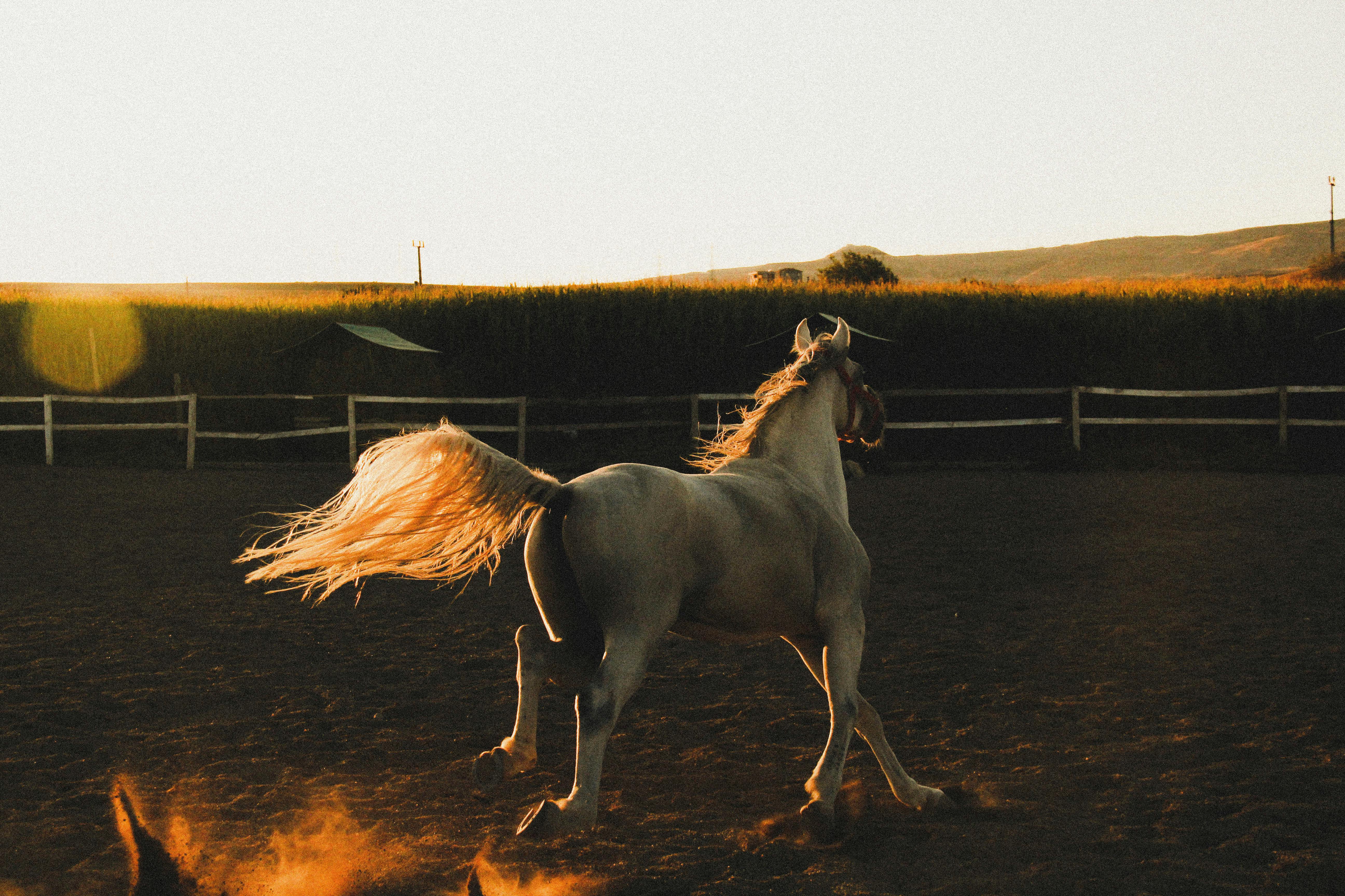 A Horse Galloping on a Paddock at Sunset · Free Stock Photo