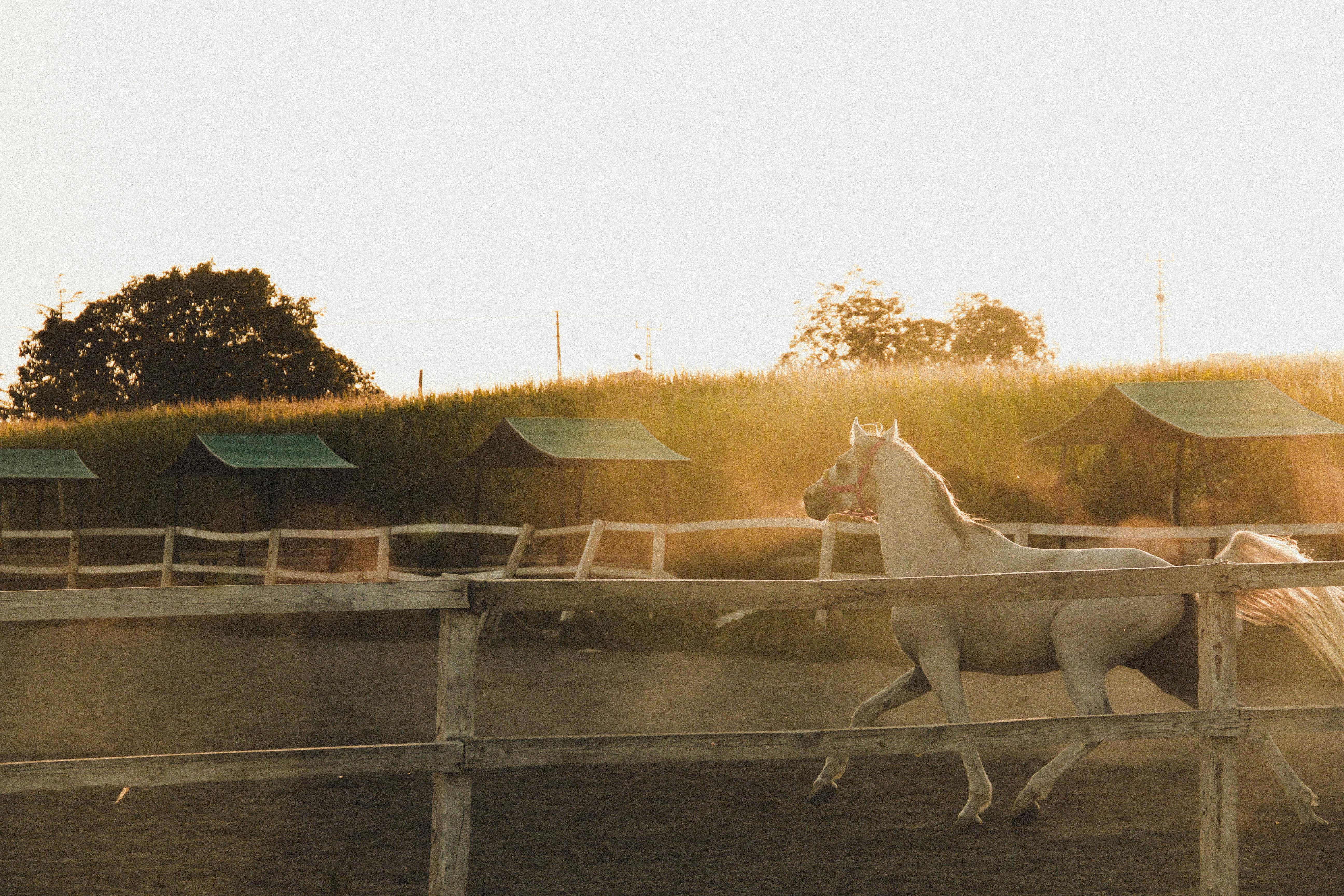 A Horse Galloping on a Paddock at Sunset · Free Stock Photo