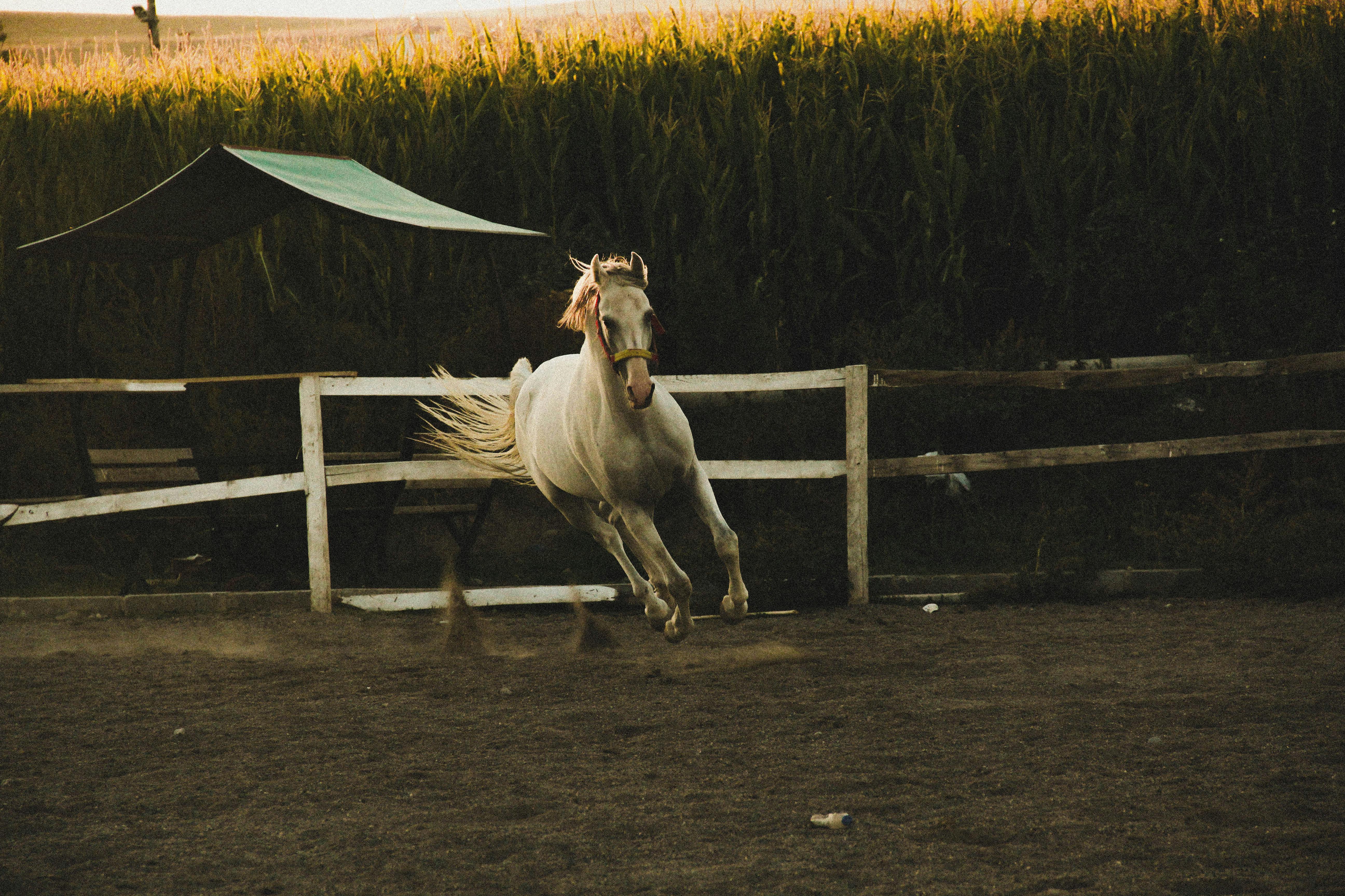 A Horse Galloping on a Paddock at Sunset · Free Stock Photo