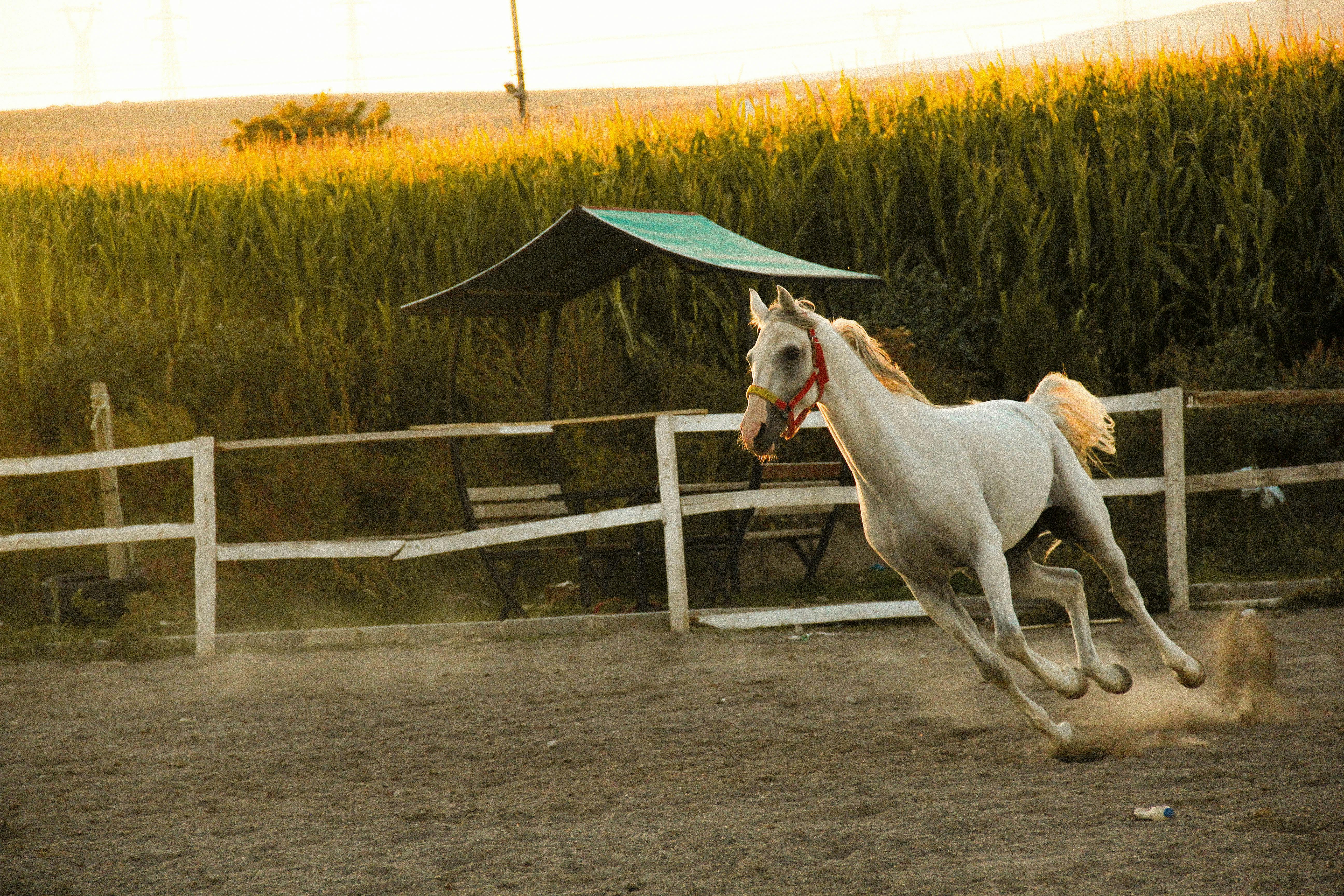 A Horse Galloping on a Paddock at Sunset · Free Stock Photo