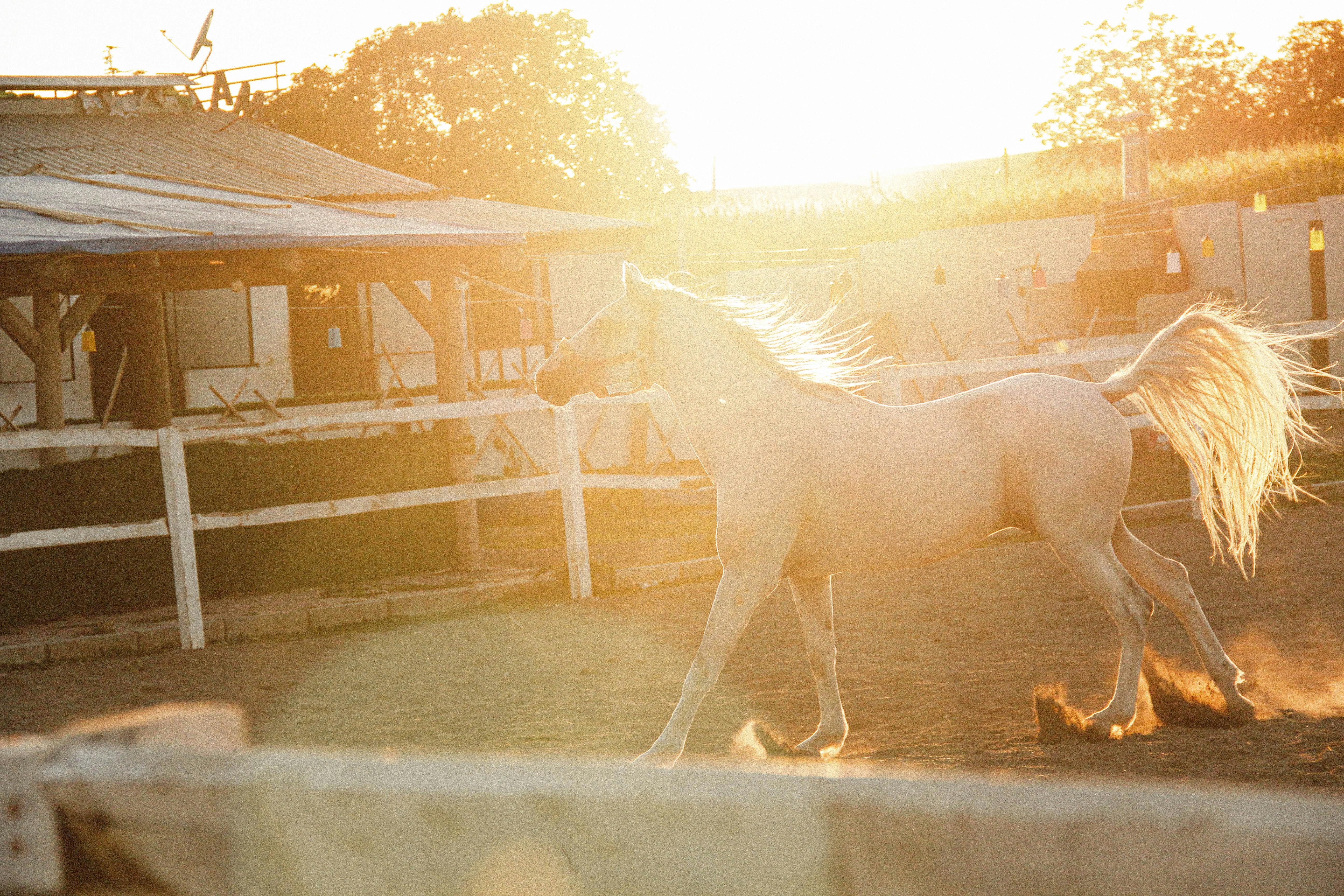 A Horse Walking on a Paddock at Sunset · Free Stock Photo