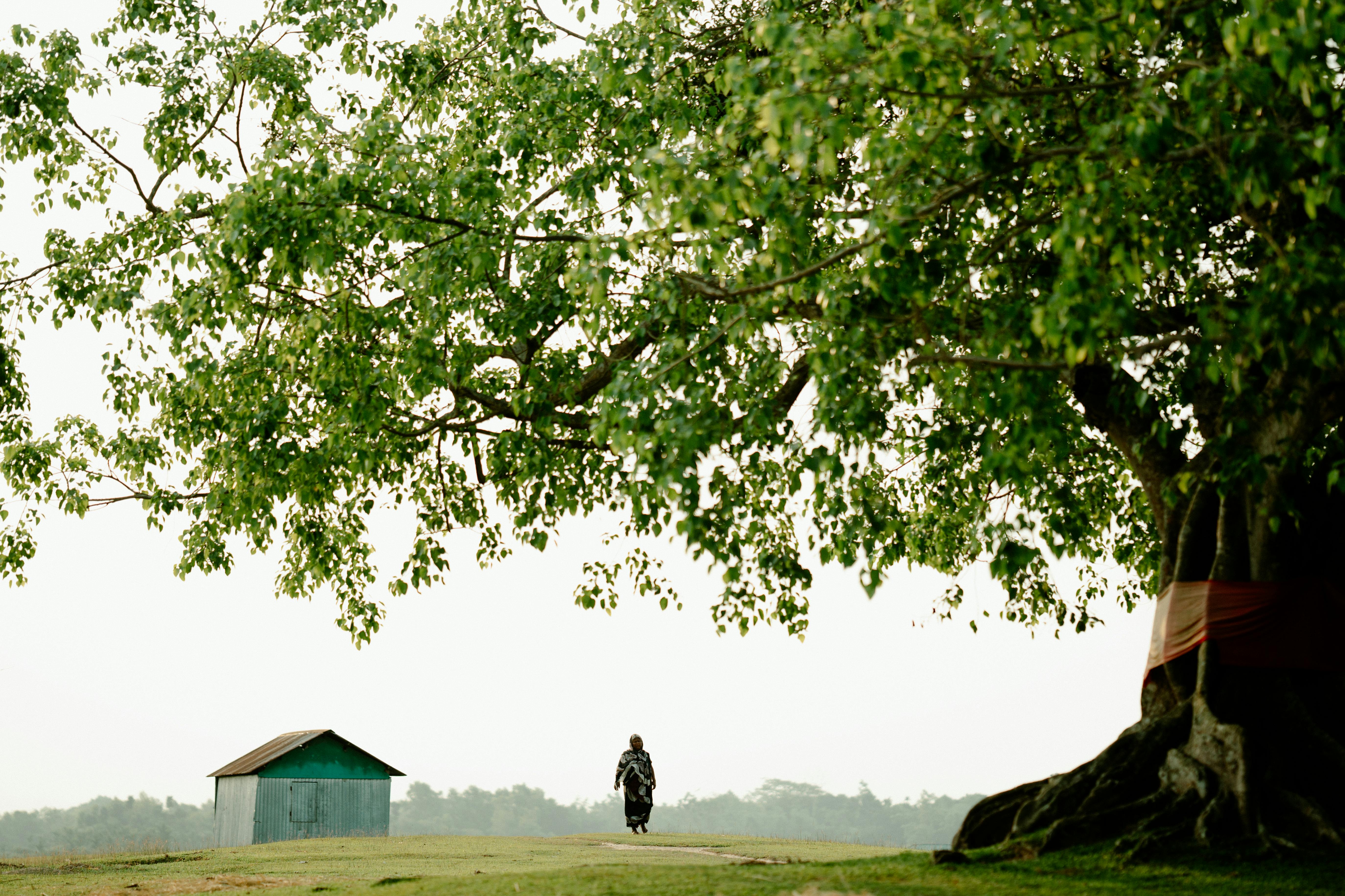 Woman Walking Next to a Tree and a Shed · Free Stock Photo