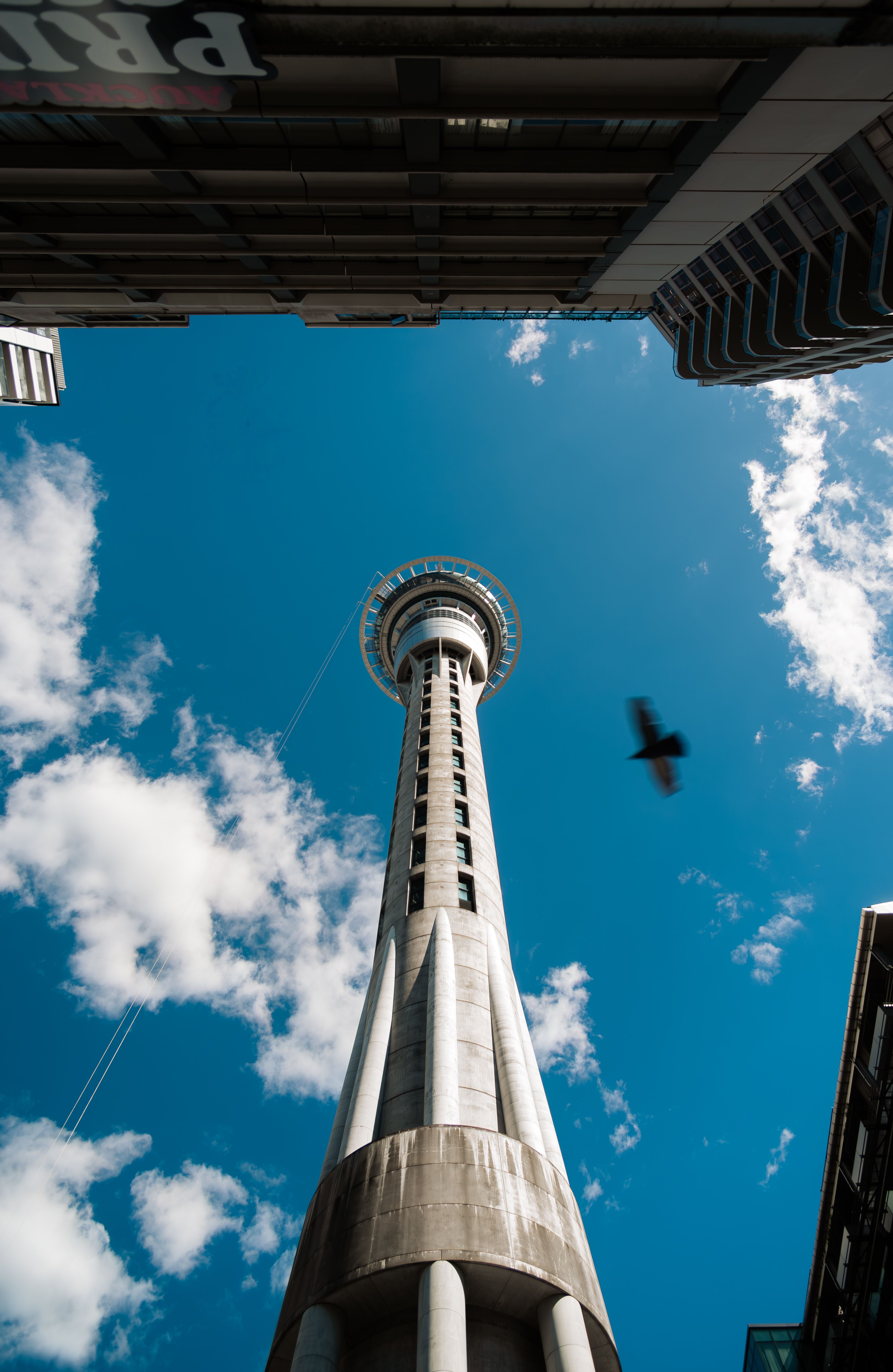 Sky Tower in Auckland Against a Blue Sky · Free Stock Photo