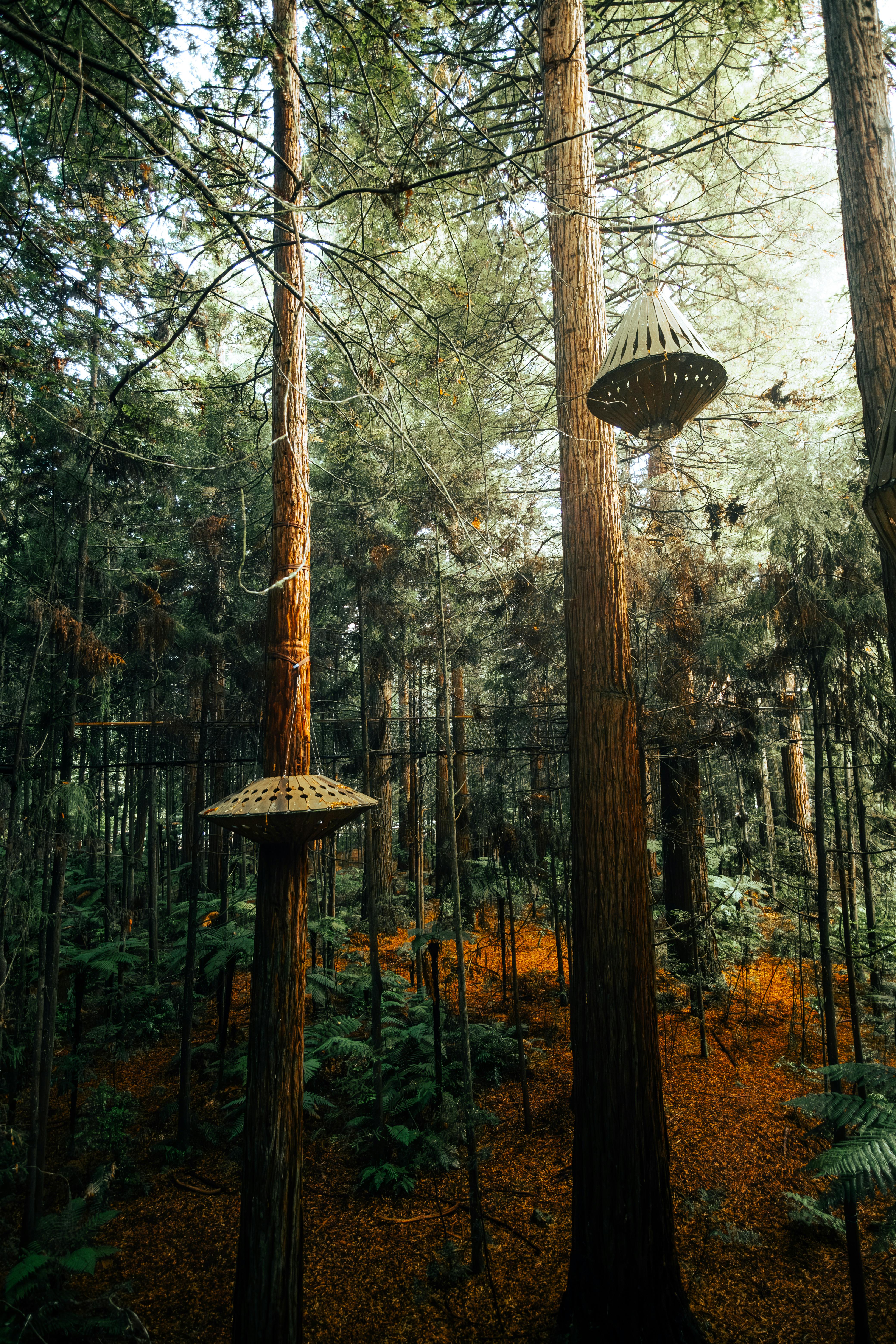 Redwoods Treewalk in Rotorua New Zealand · Free Stock Photo