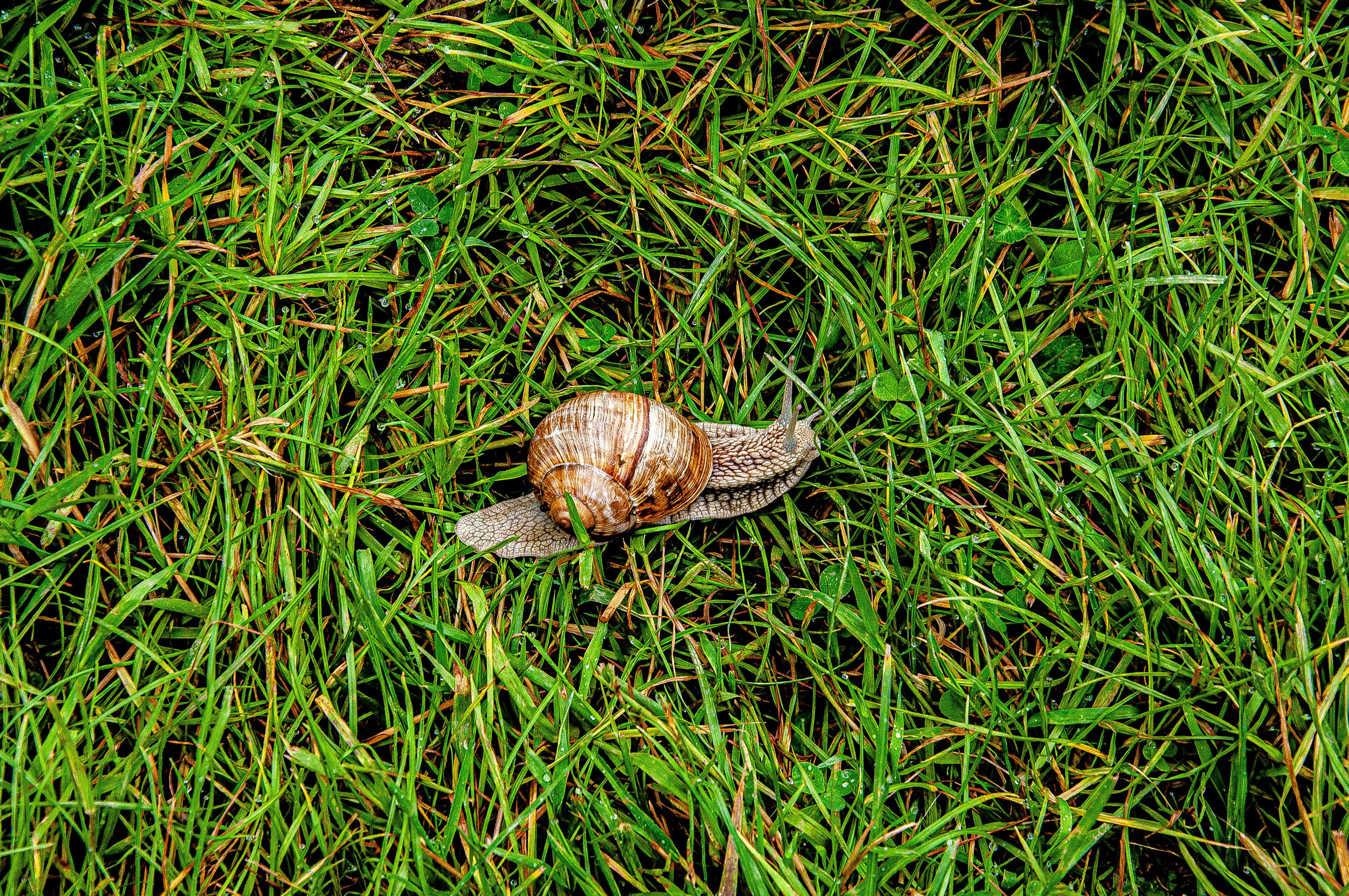 outskirts French snails · Free Stock Photo