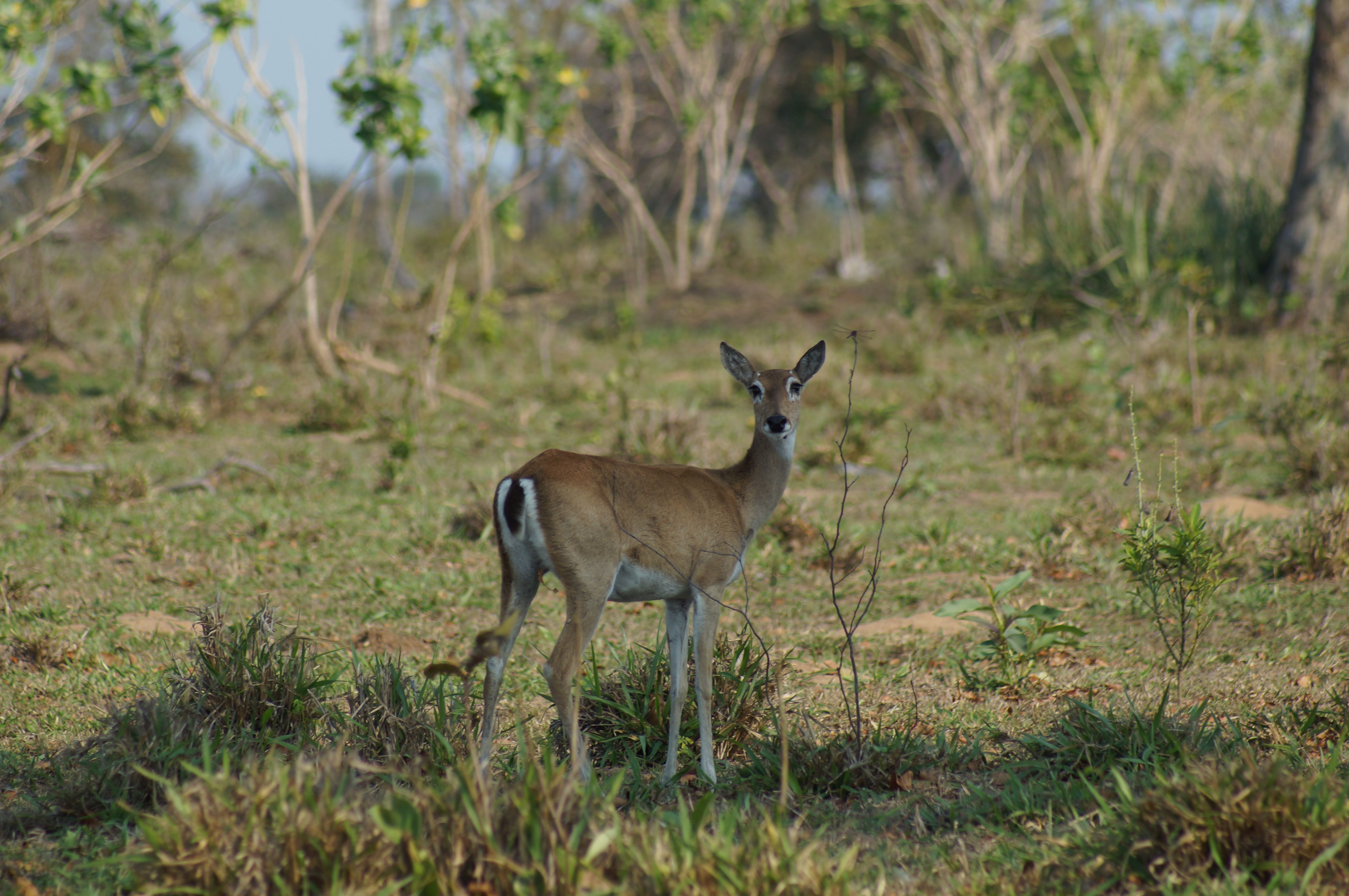 Key Deer In Nature · Free Stock Photo