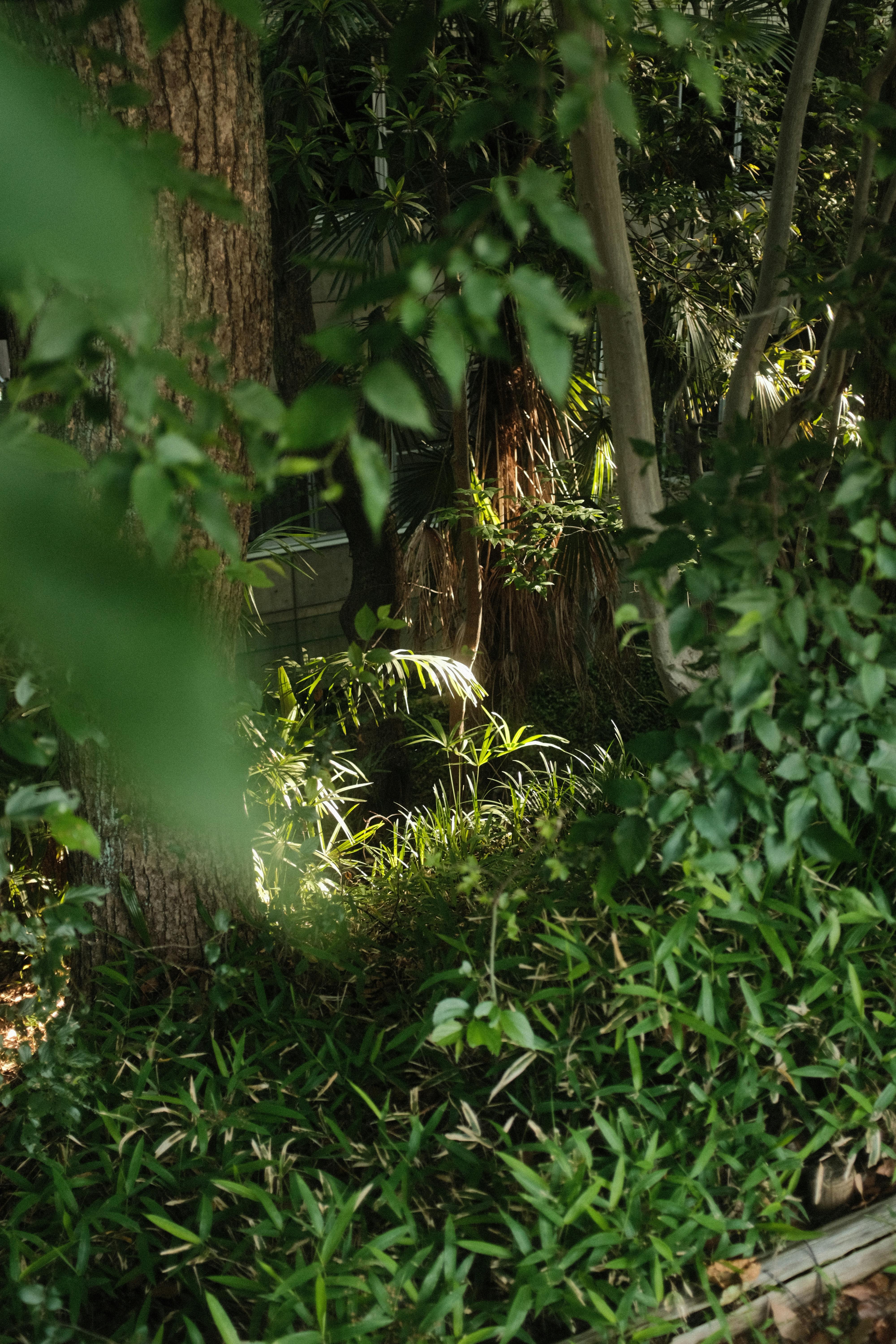 Trees in a Jungle · Free Stock Photo