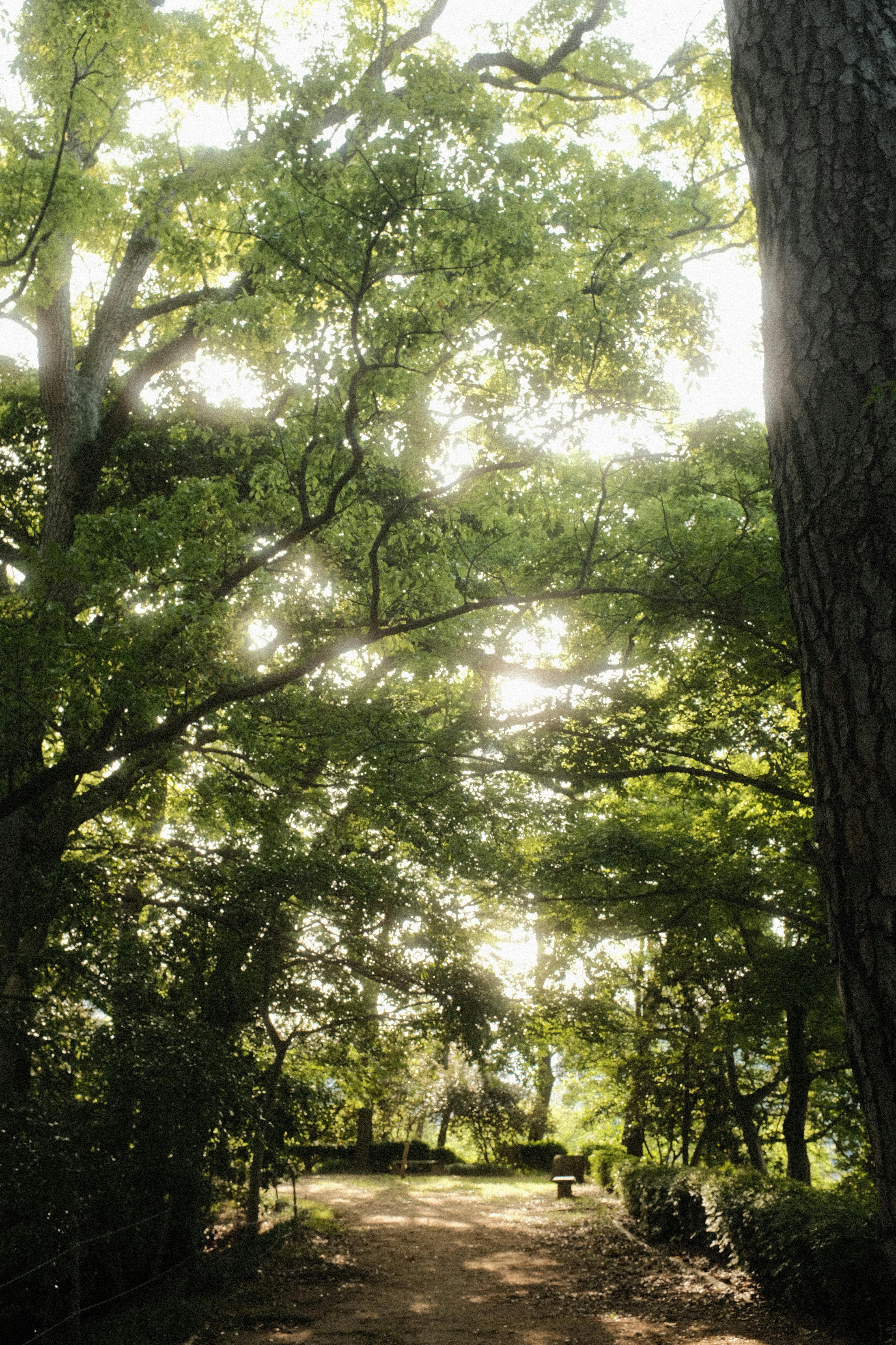 Photo Of Person Standing In Between Trees · Free Stock Photo