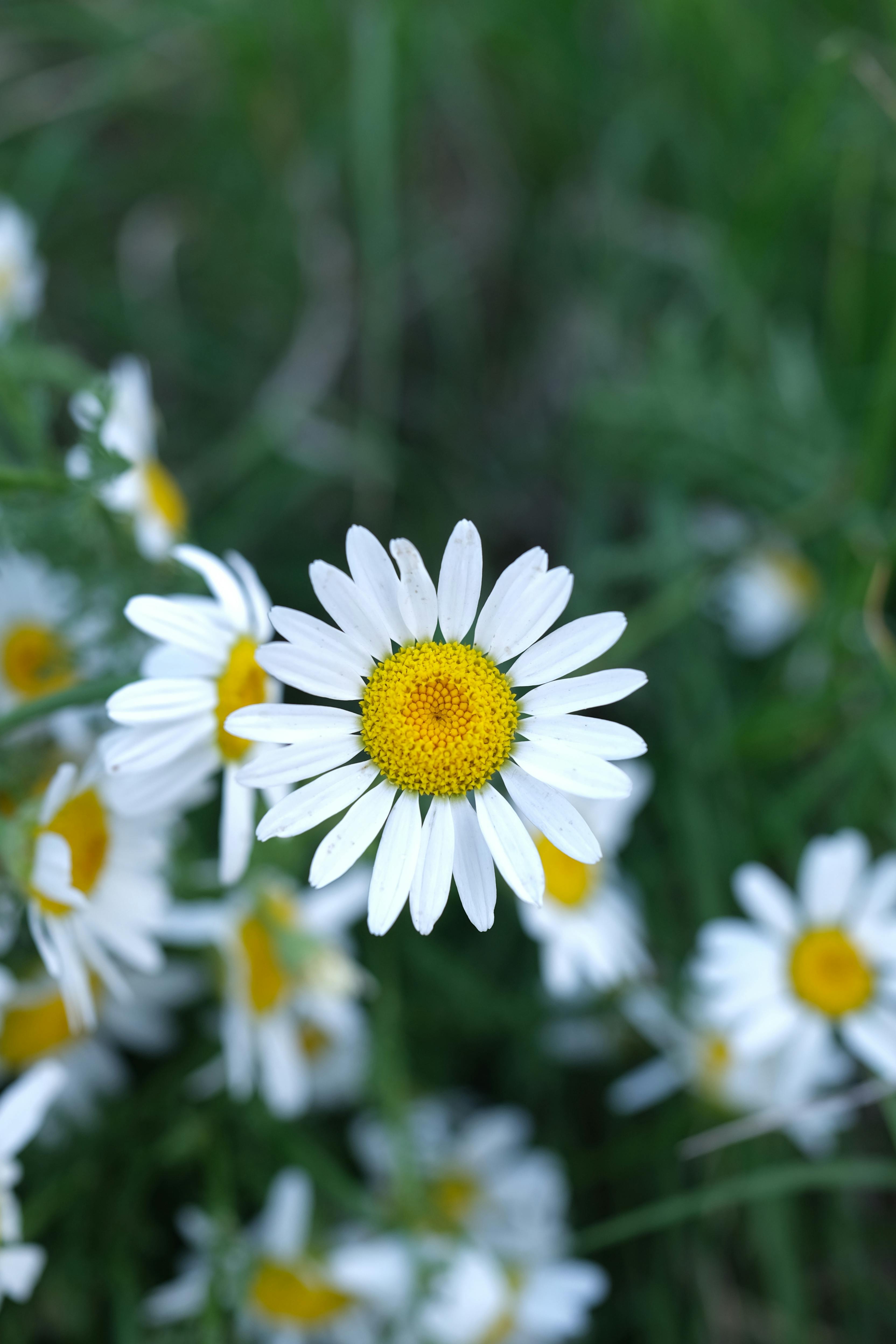 White Daisy on Grass Field · Free Stock Photo