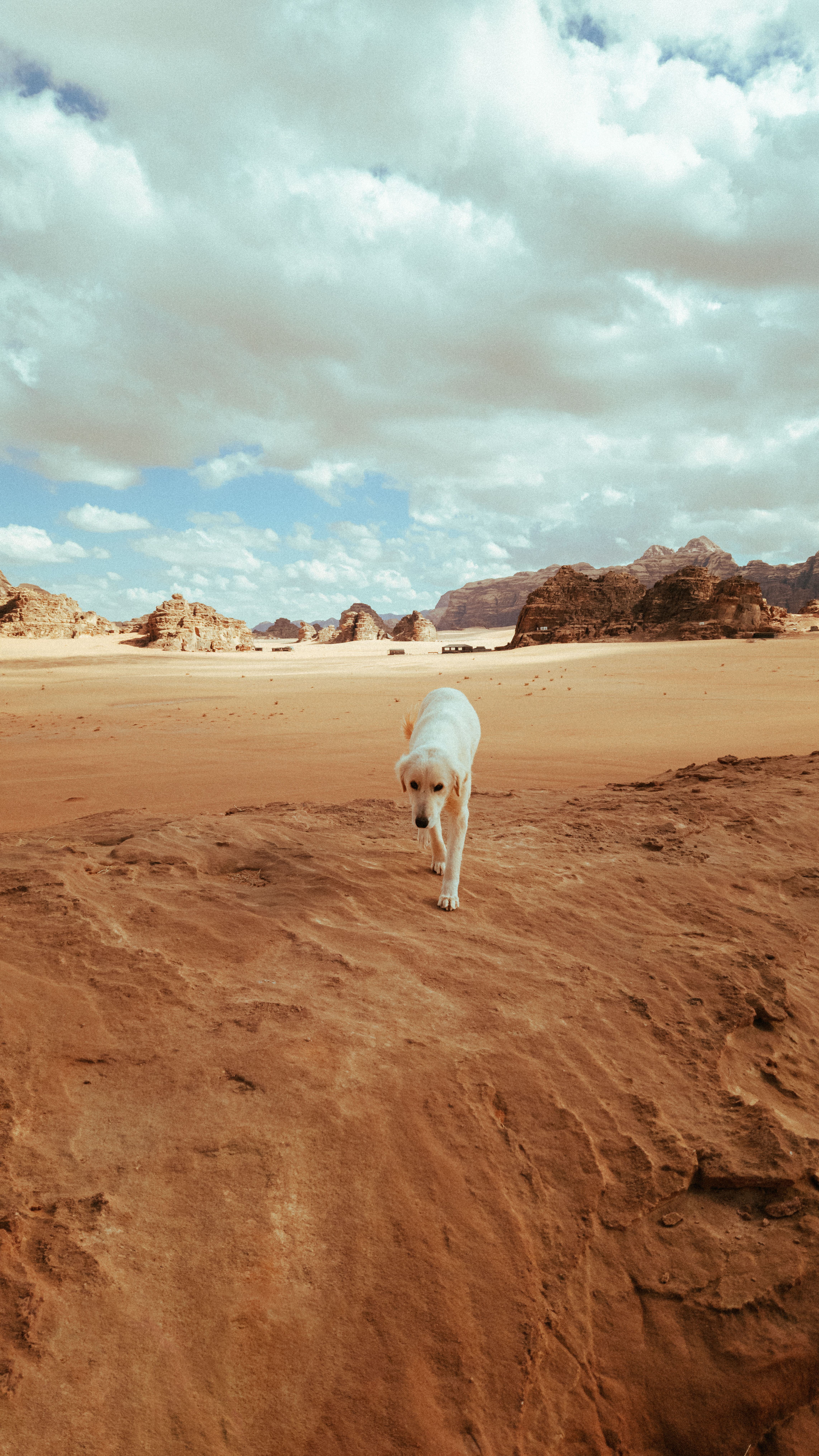 Dog at Barren Desert · Free Stock Photo