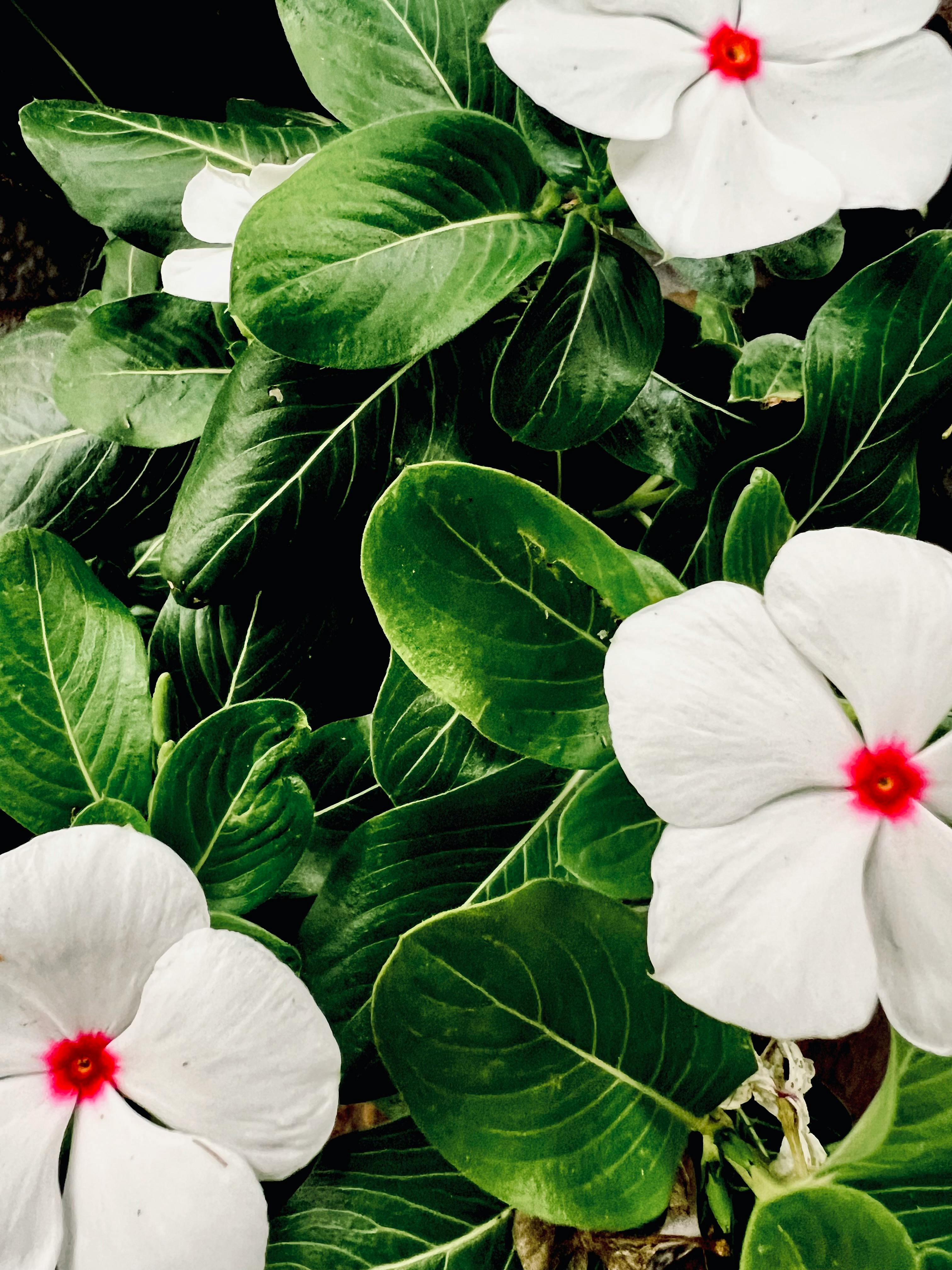 Lesli Whitecotton - Photography