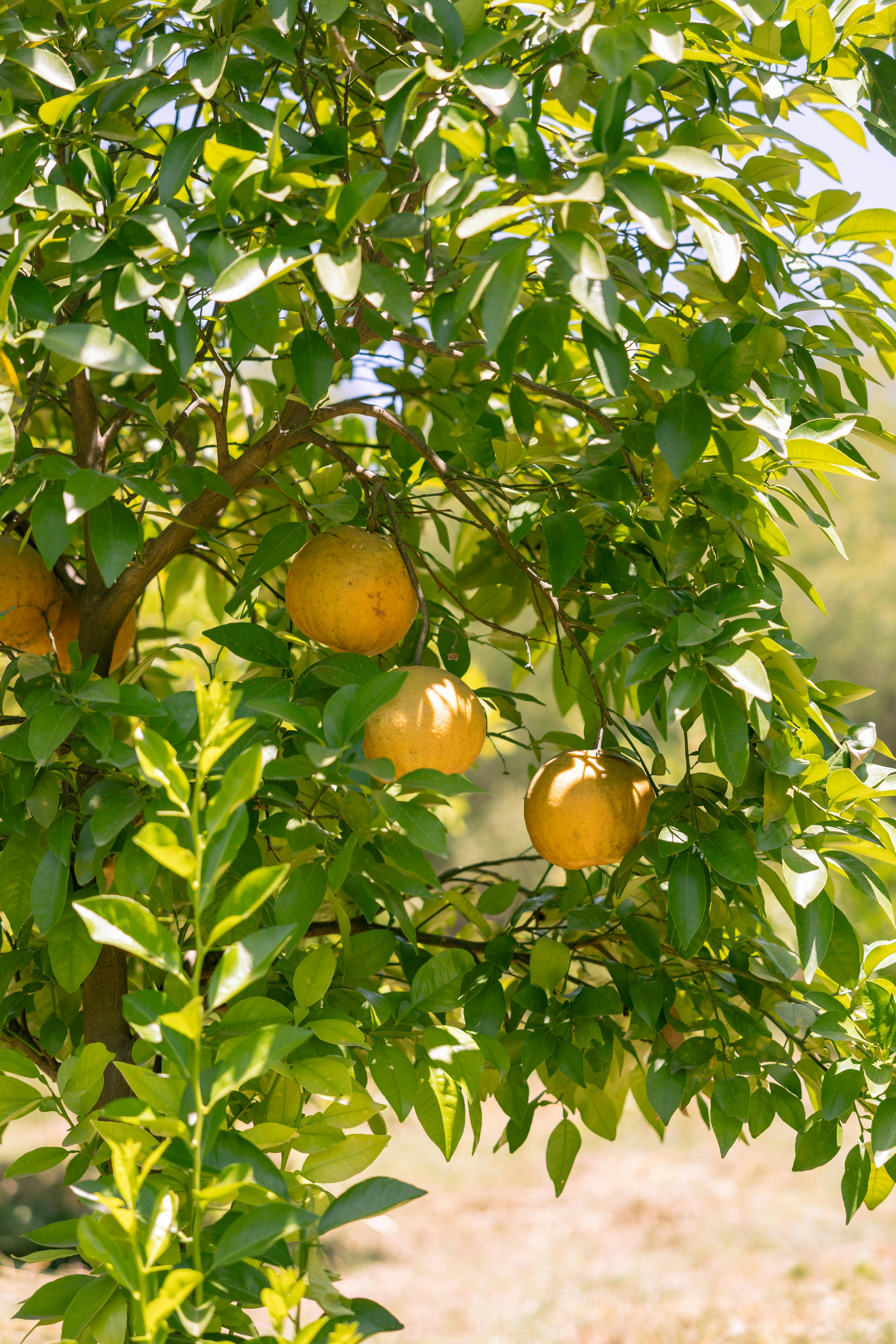 Lemon Tree Grove Photos, Download The BEST Free Lemon Tree Grove Stock ...