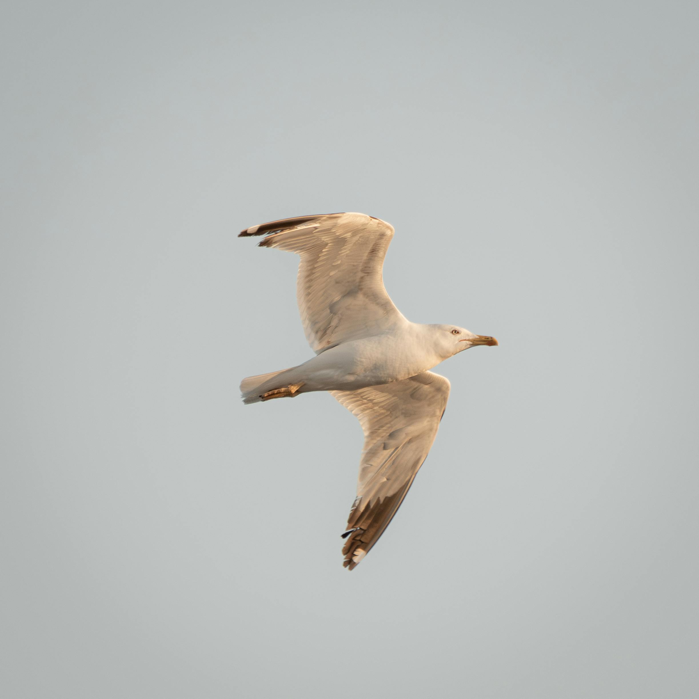 Seagull in Flight · Free Stock Photo